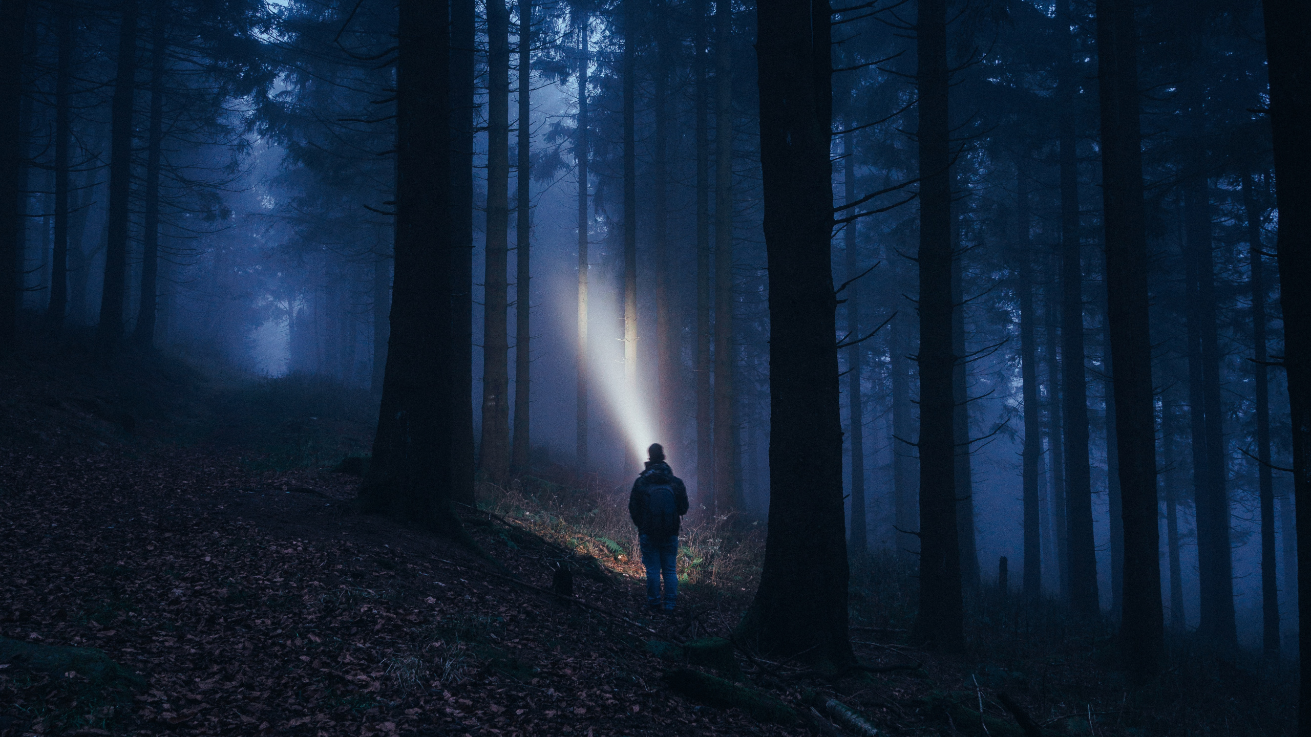 Wallpaper Darkness, Forest, Nature, Tree, Natural Environment, WQHD ...