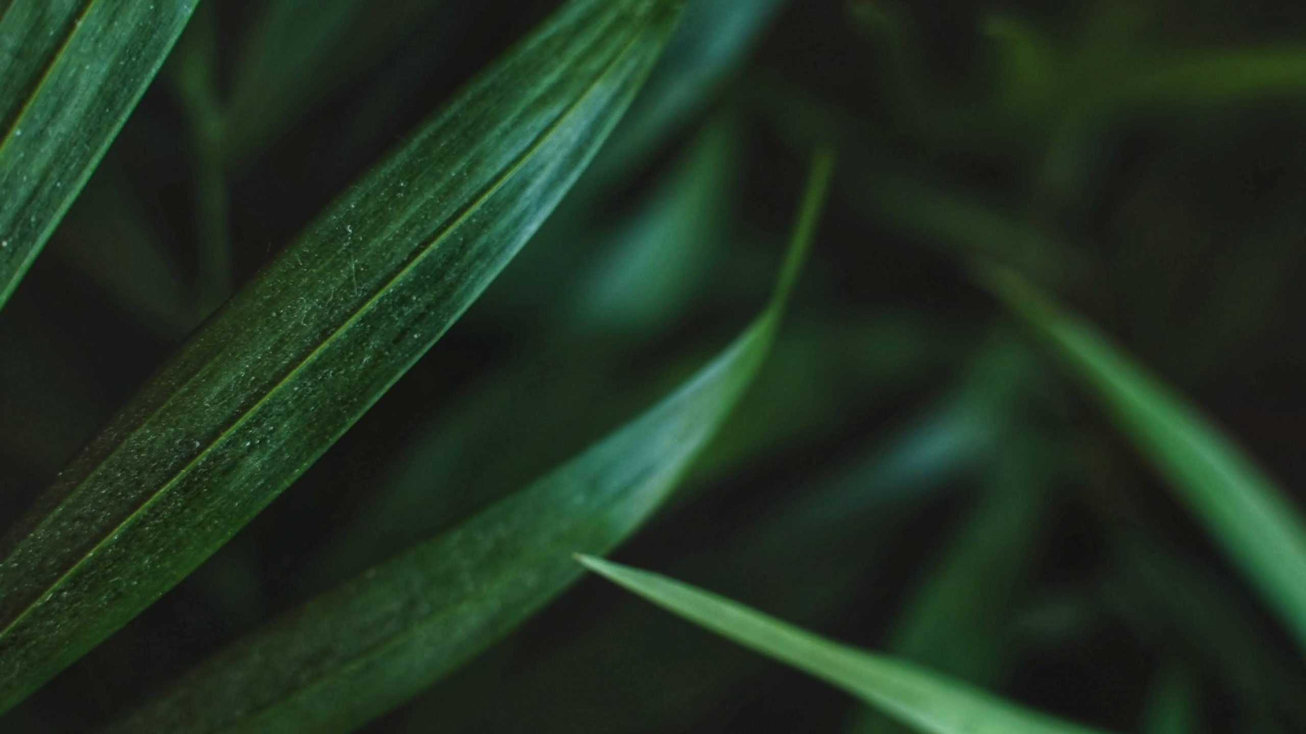 Wallpaper Leaf, Palms, Ponytail Palm, Succulent Plant, Plant, WQHD, QHD ...