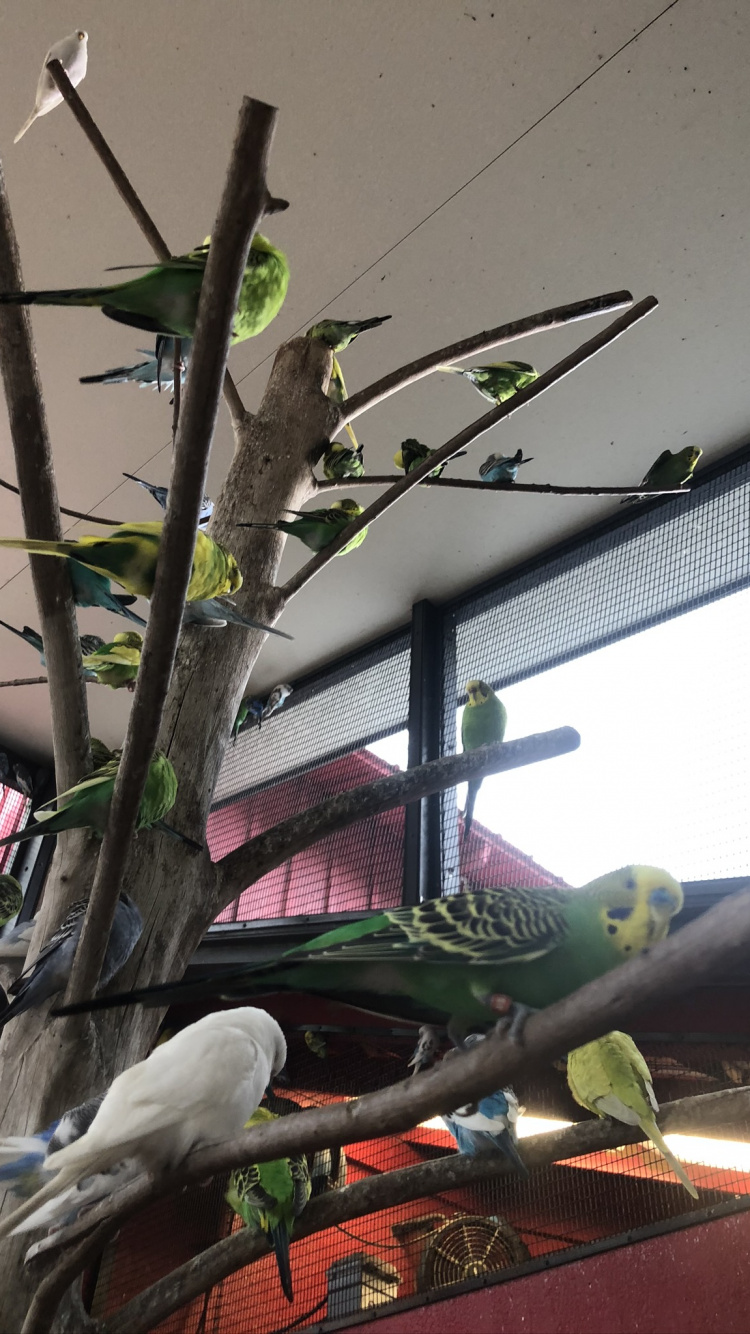 Tree, Biology, Science, Parrot, Bird Wallpaper for IPhone 6, 6S, 7, 8 ...