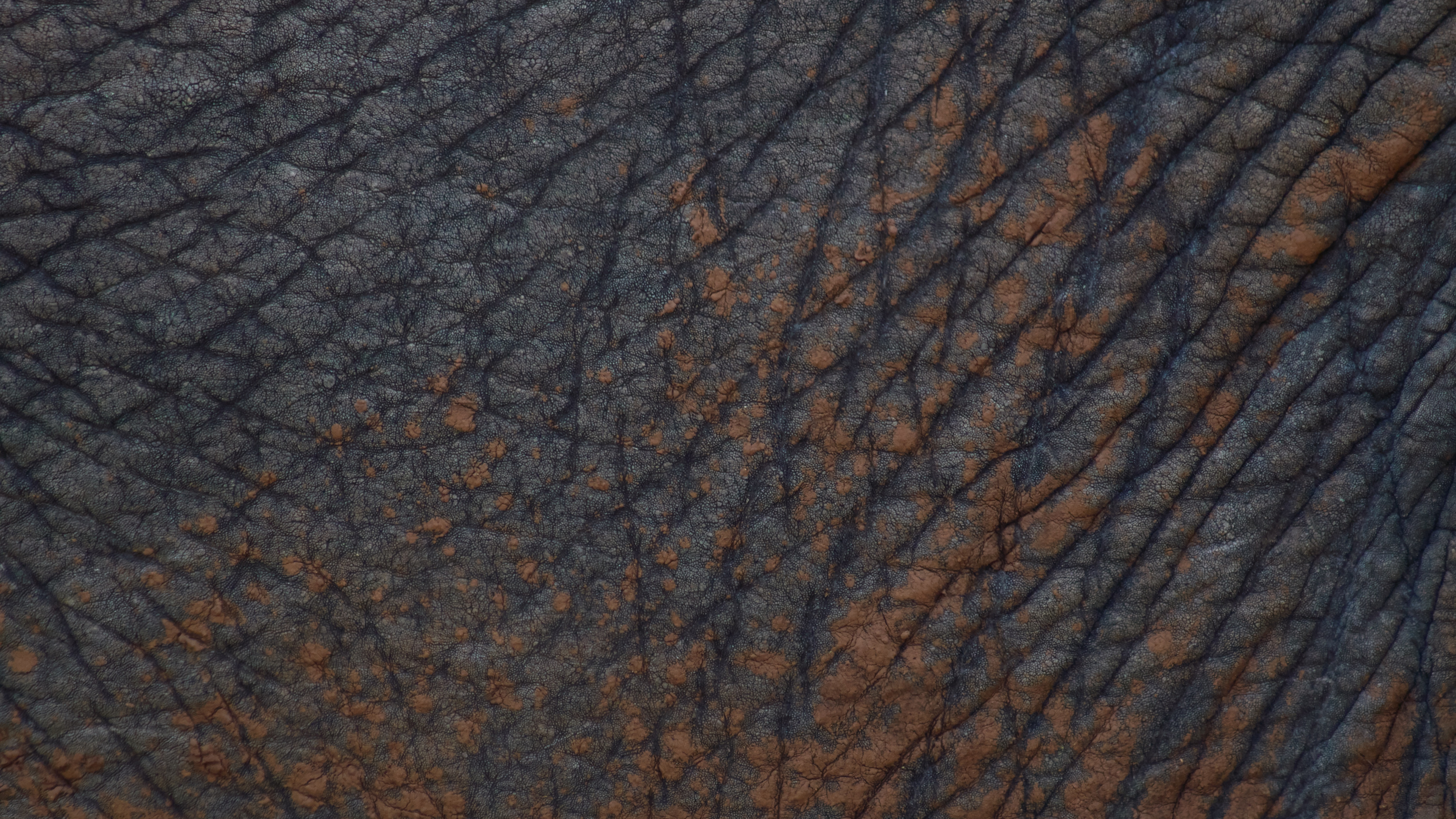 Wallpaper Brown, Wood, Tree, Pattern, Wood Stain, 4K Ultra HD ...