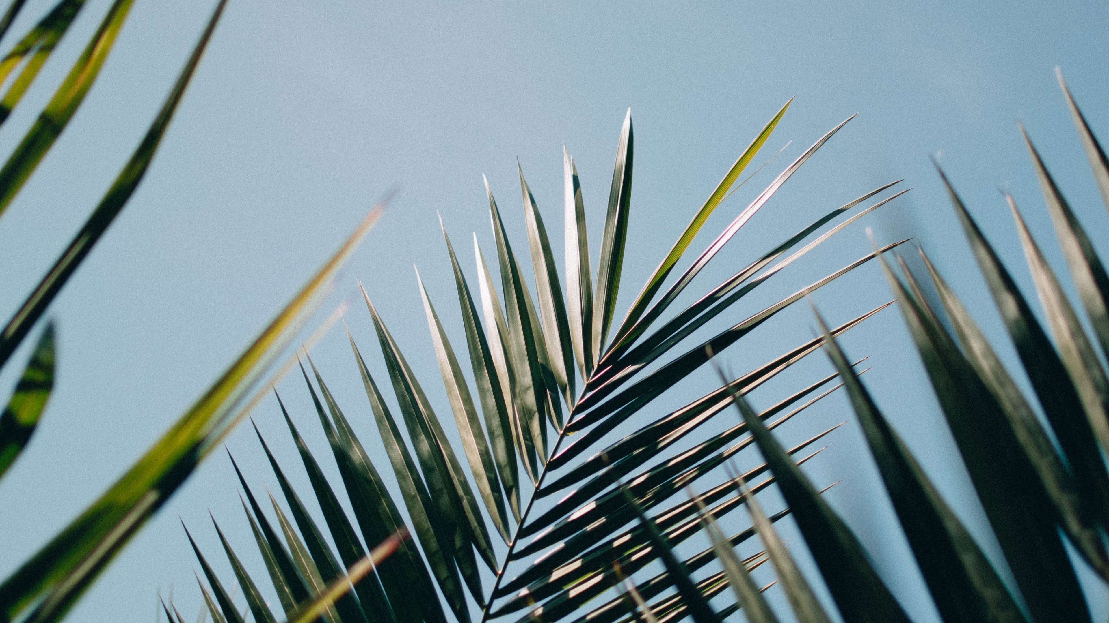 Wallpaper Elaeis, Tree, Palm Tree, Jeremiah Paltan, Leaf, 4K Ultra HD ...
