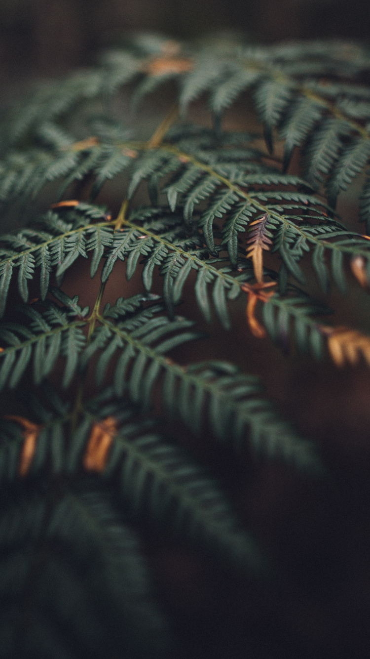 Leaf, Branch, Vegetation, Tree, Terrestrial Plant Wallpaper for IPhone ...