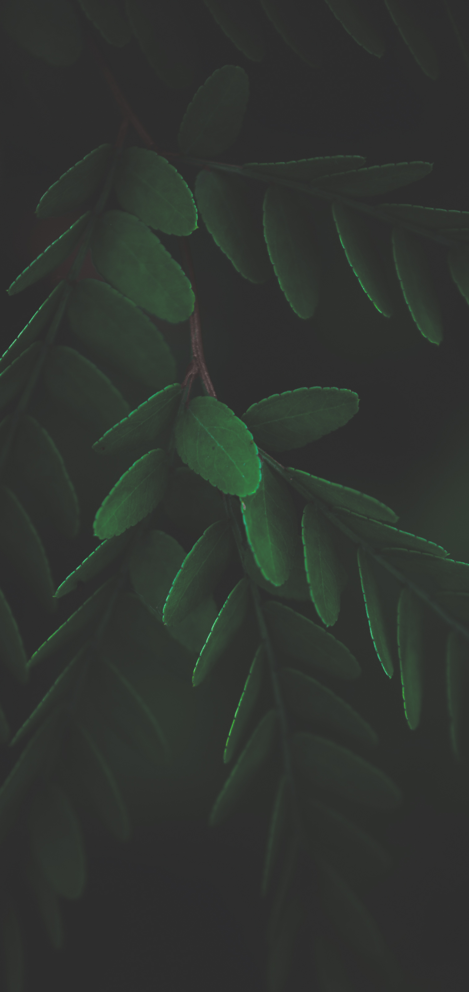 Wallpaper Leaf, Plant Stem, Biology, Terrestrial Plant, Twig ...