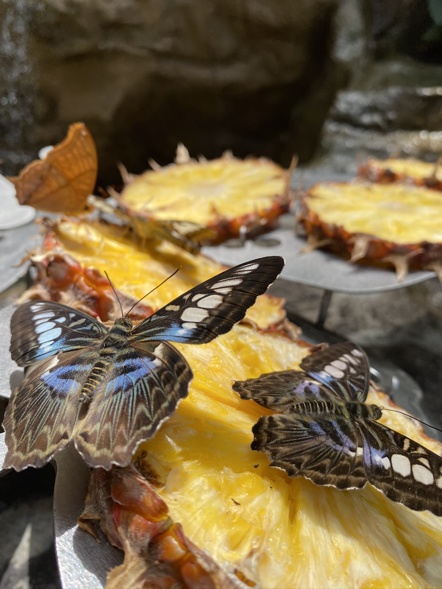 Les Fonds D’écran Plat, Jaune, Aliment, Aile, Insecte, Les Images et ...