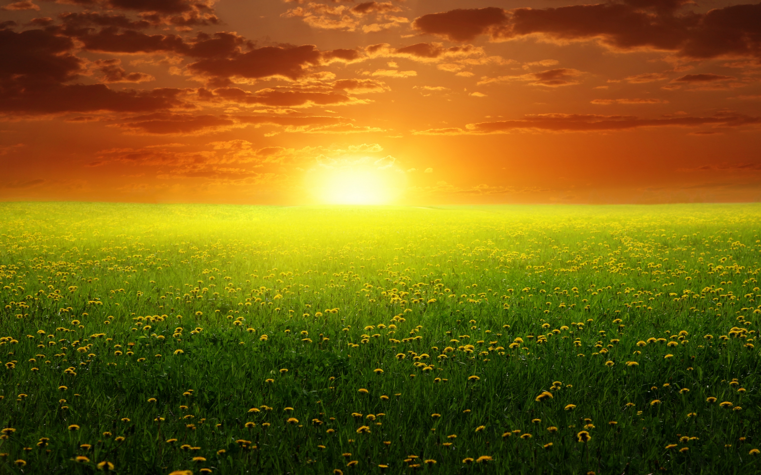 Green Grass Field Sunset