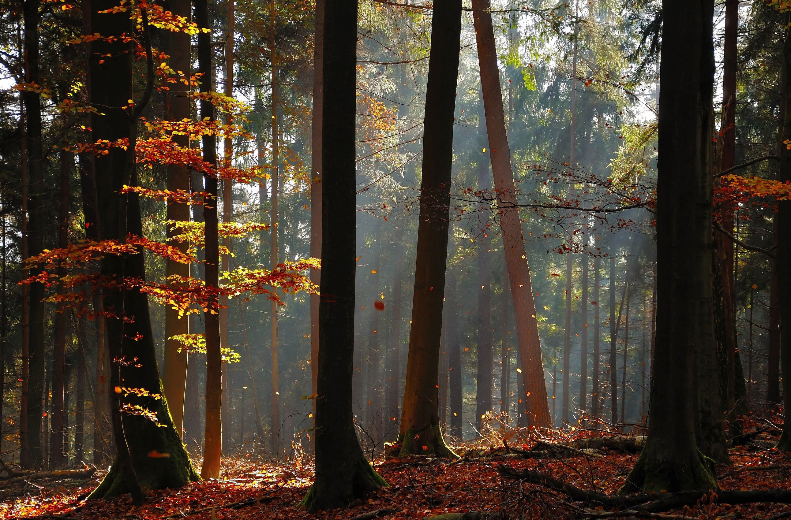 Wallpaper Brown Trees on Forest During Daytime, Background - Download ...