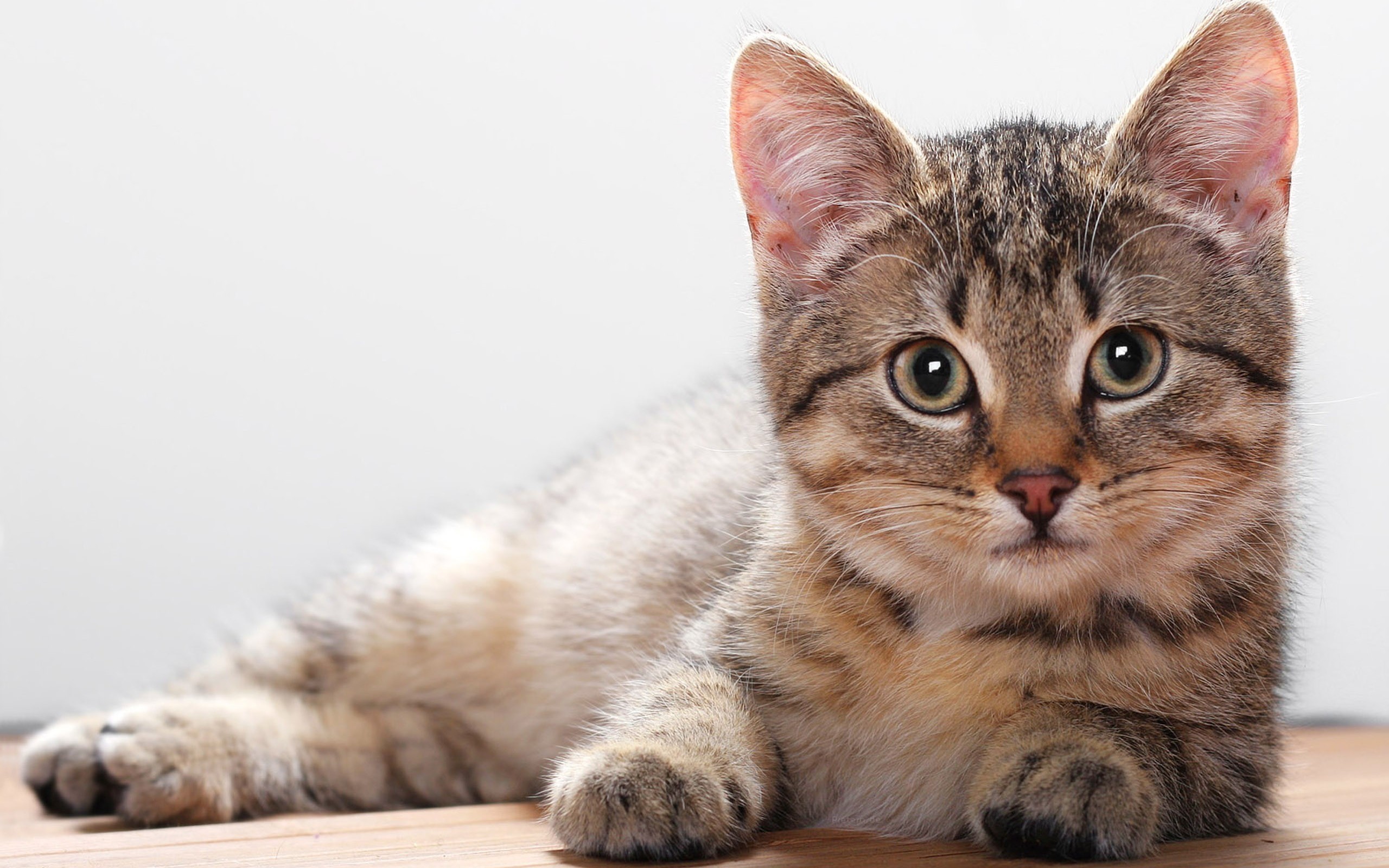 Kostenlose Hintergrundbilder Braun Getigerte Katze Auf Braunem ...