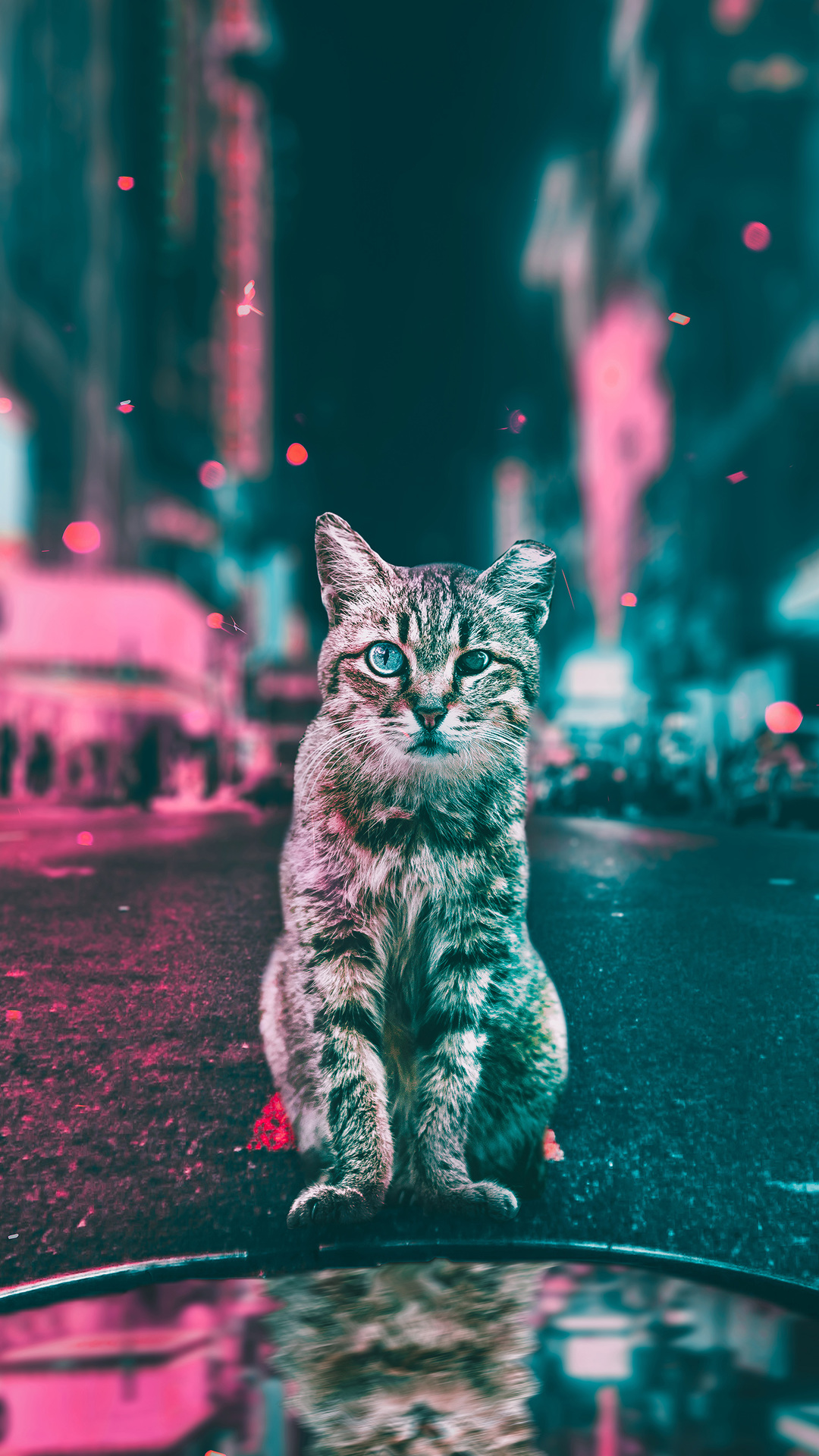 Kostenlose Hintergrundbilder American Bobtail, Kätzchen, Rosa Katze ...