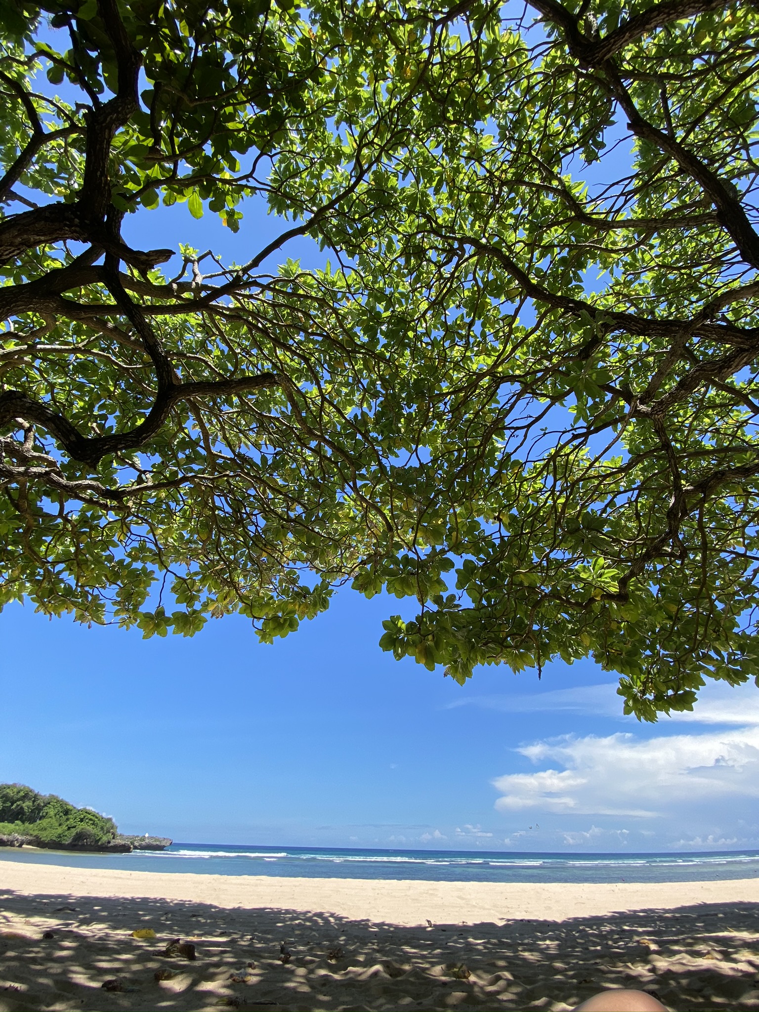 Wallpaper Tree, Branch, Shore, Coast, Beach, Background - Download Free ...