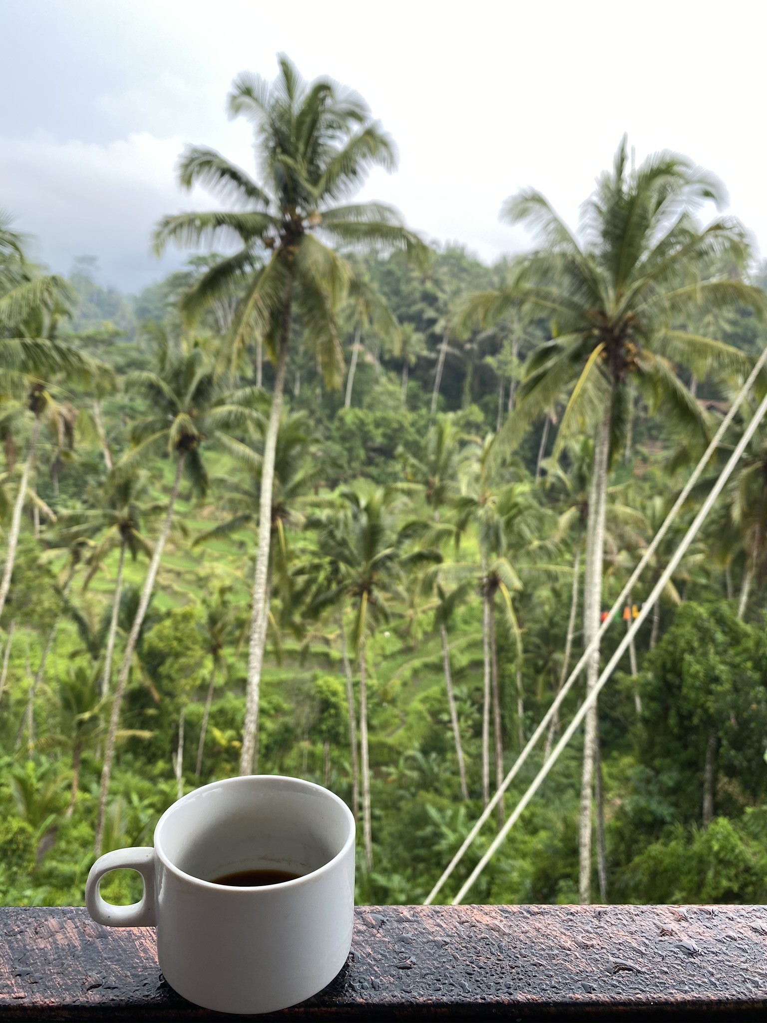 Wallpaper Coconut, Cup, Vegetation, Serveware, Coffee Cup, Background ...