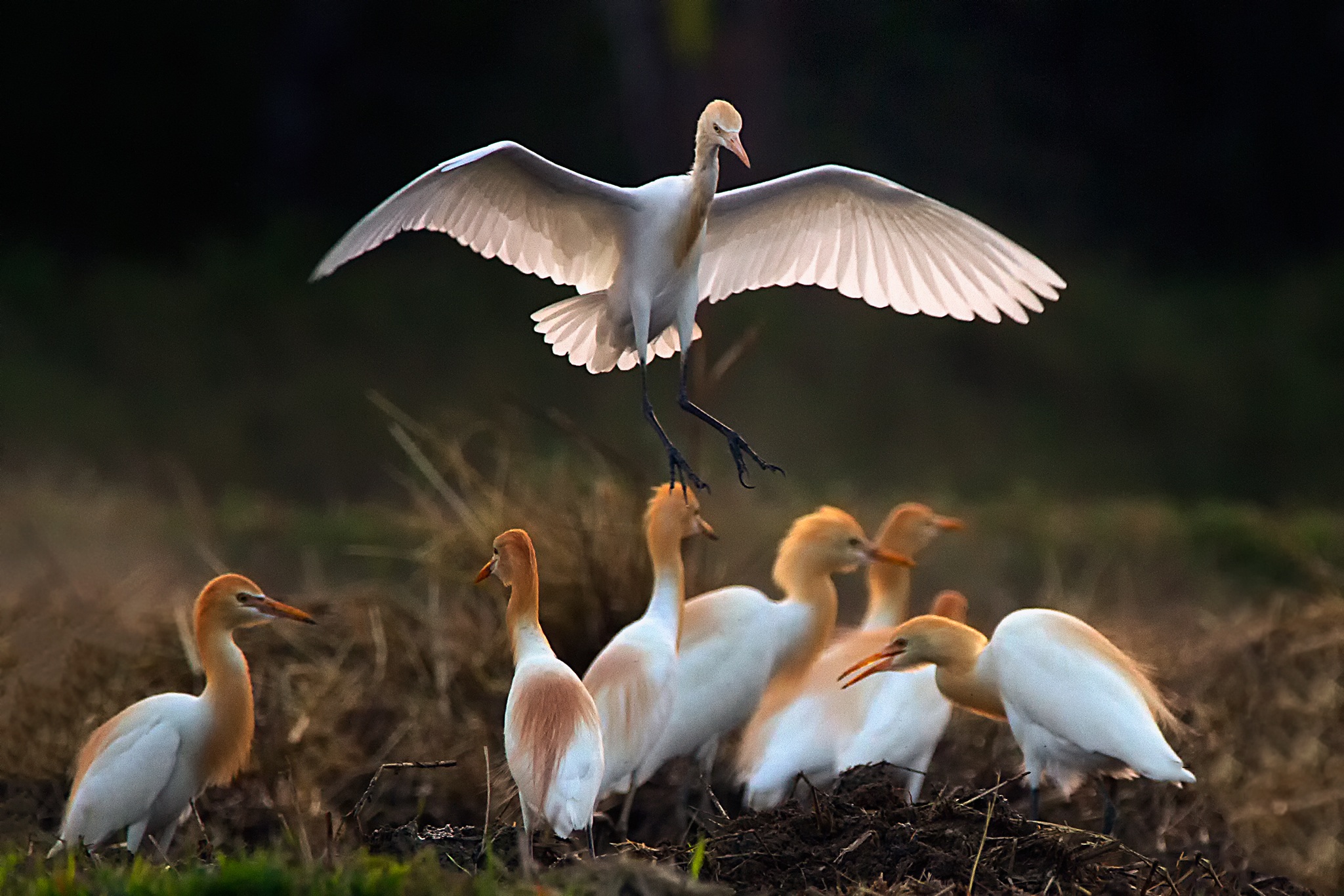 Wallpaper Flock of White Birds on Green Grass During Daytime ...