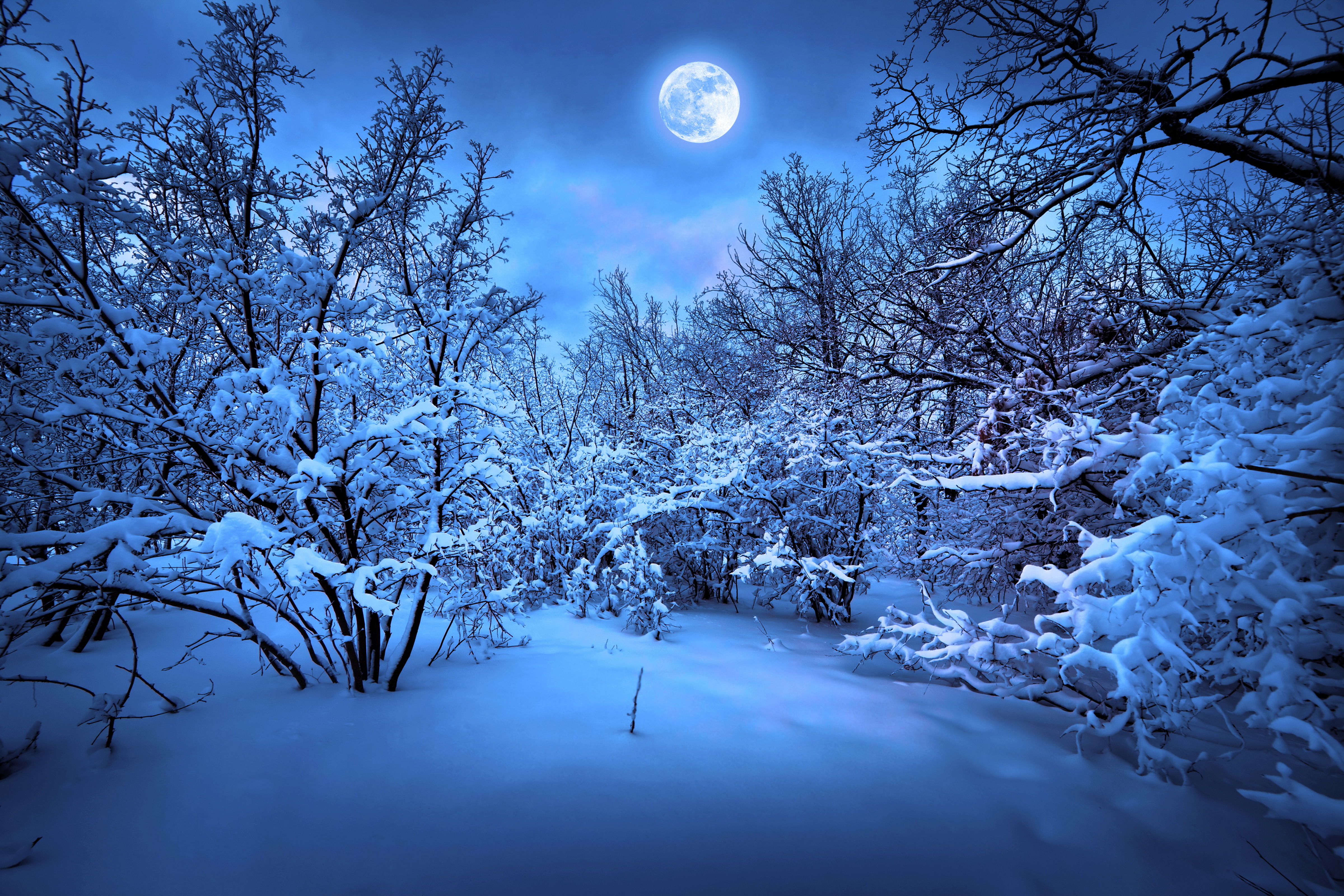 Winter Trees At Night Wallpaper