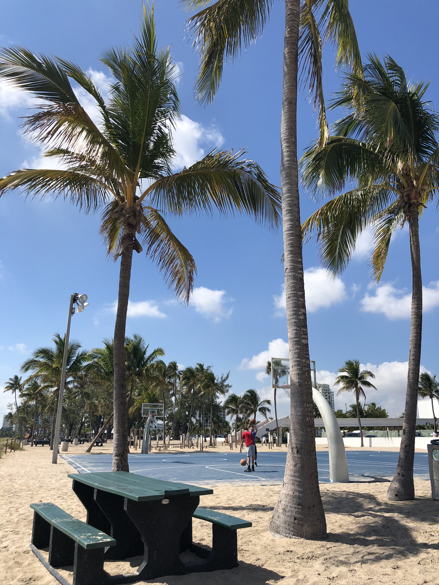 Wallpaper Miami, Palm Tree, Palm Trees, Tourism, Biology, Background ...