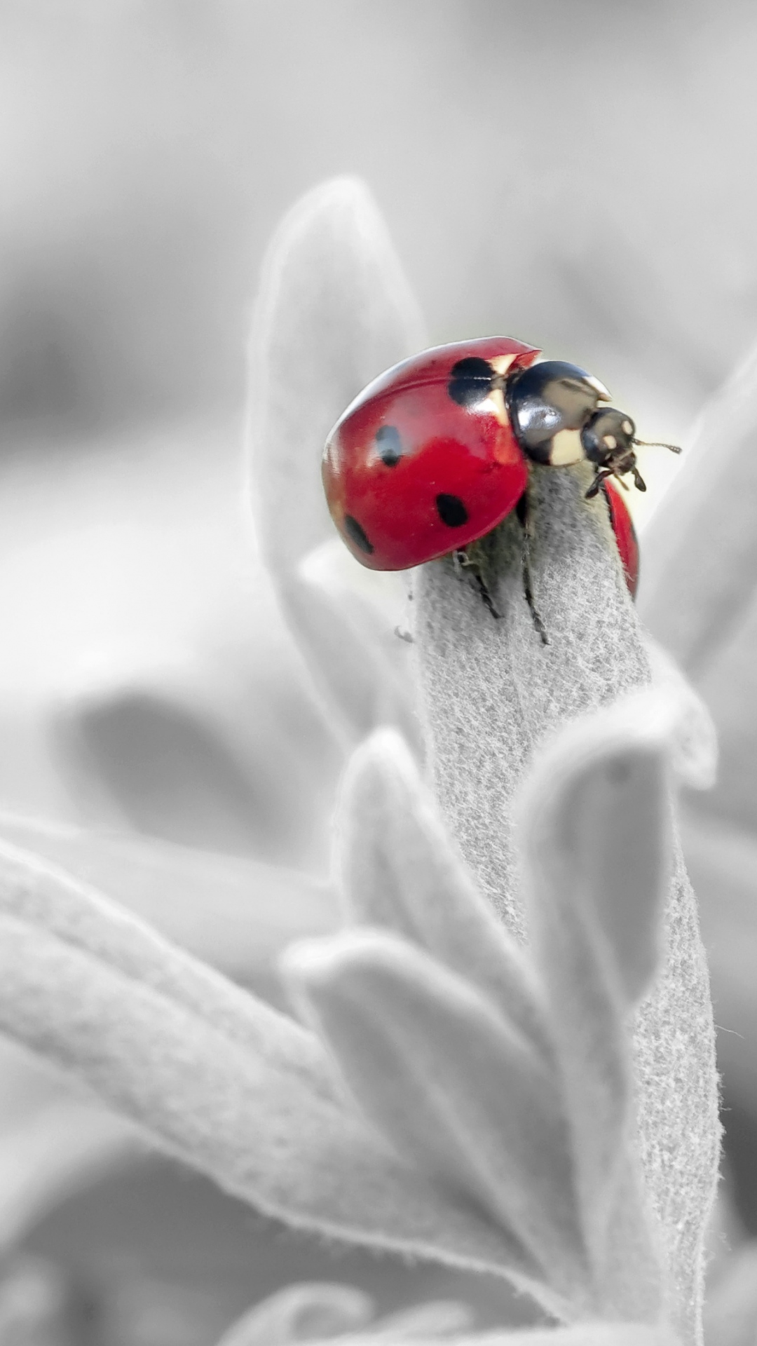 Wallpaper Ladybugs Aesthetic, Ladybugs, Insects, Leaf Beetles, Beetles ...