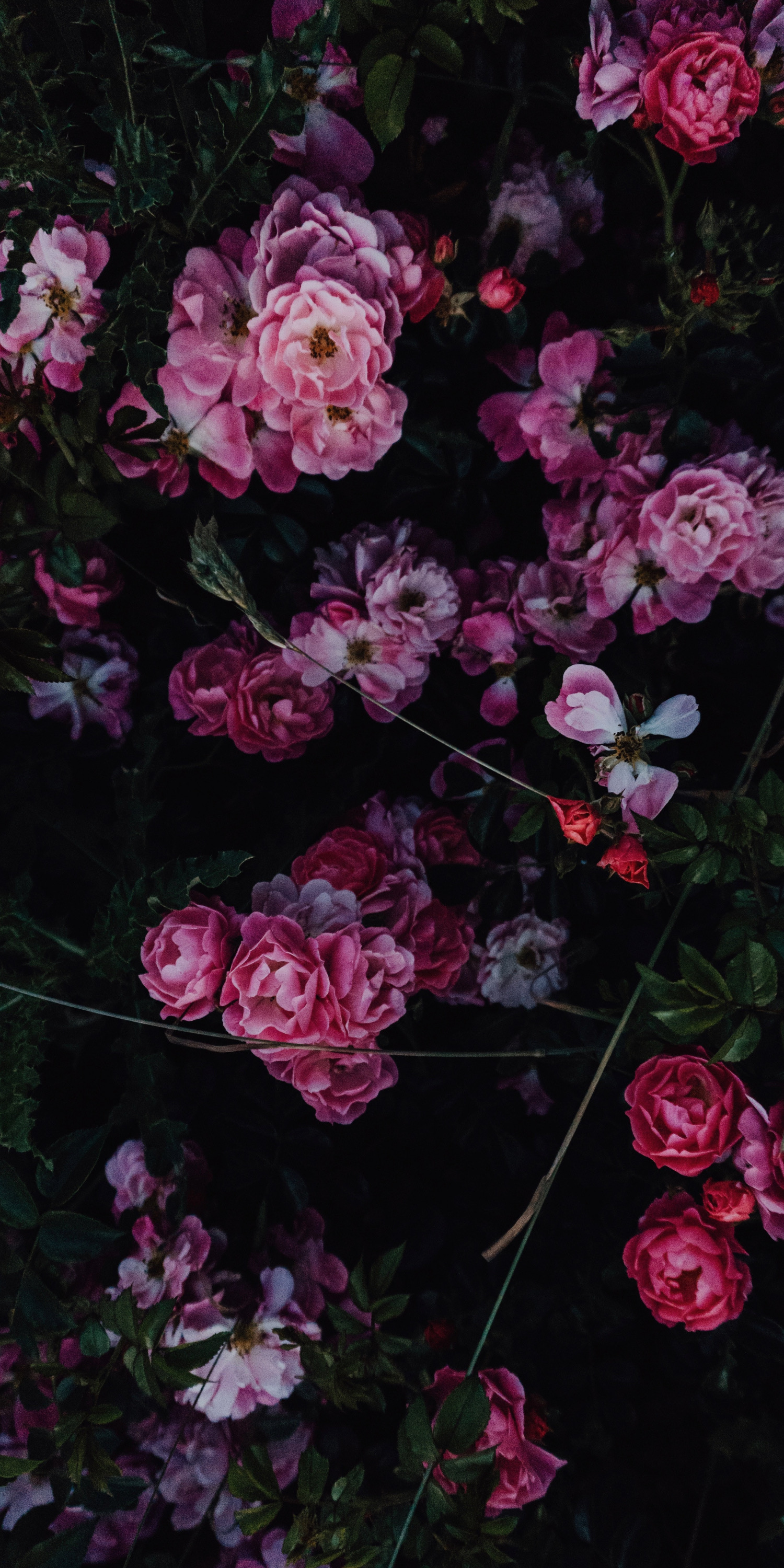 Wallpaper Flower, Rose, Pink, Colored, Floral Design, Background ...