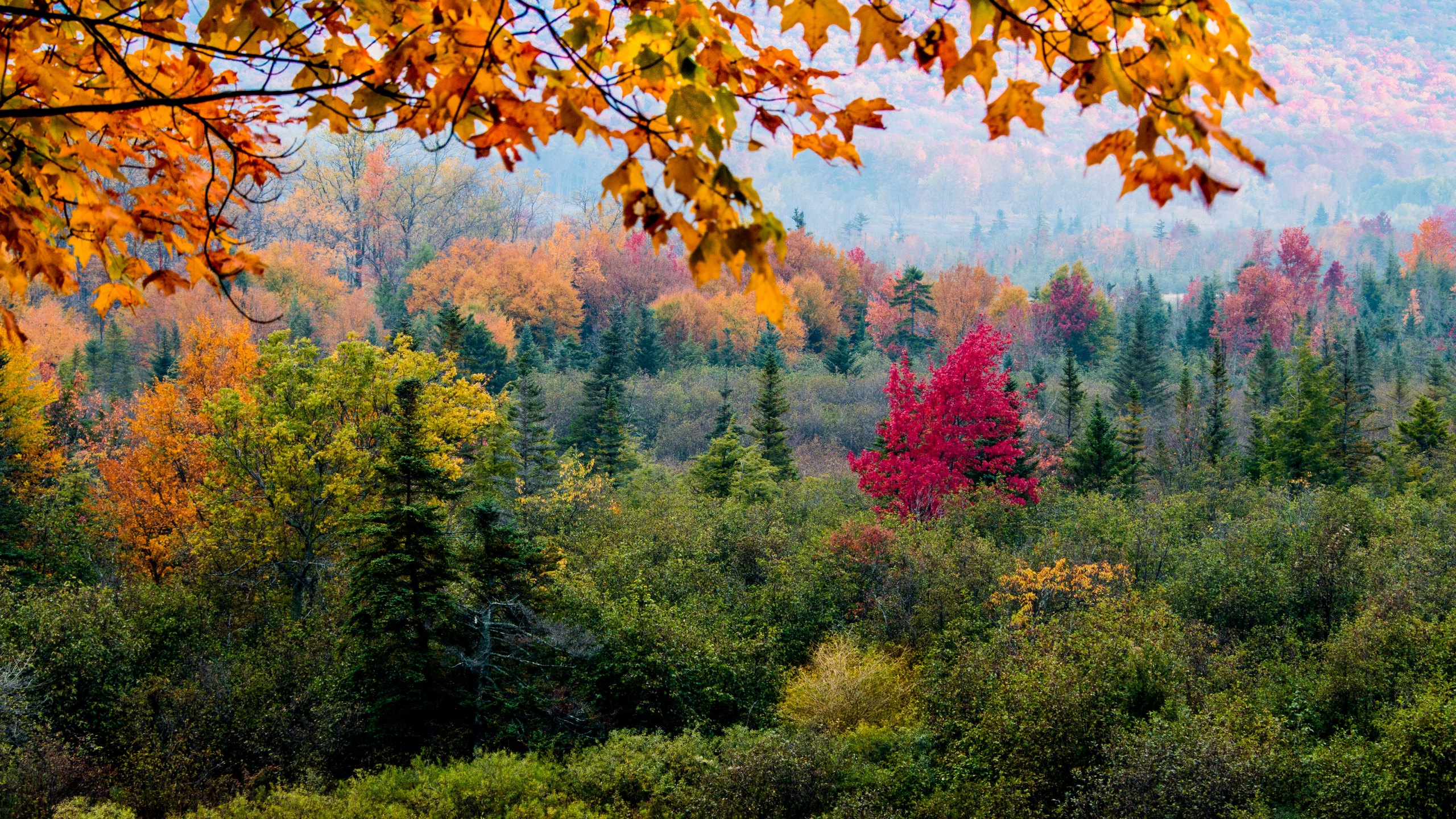 Wallpaper Green and Red Trees During Daytime, Background - Download ...