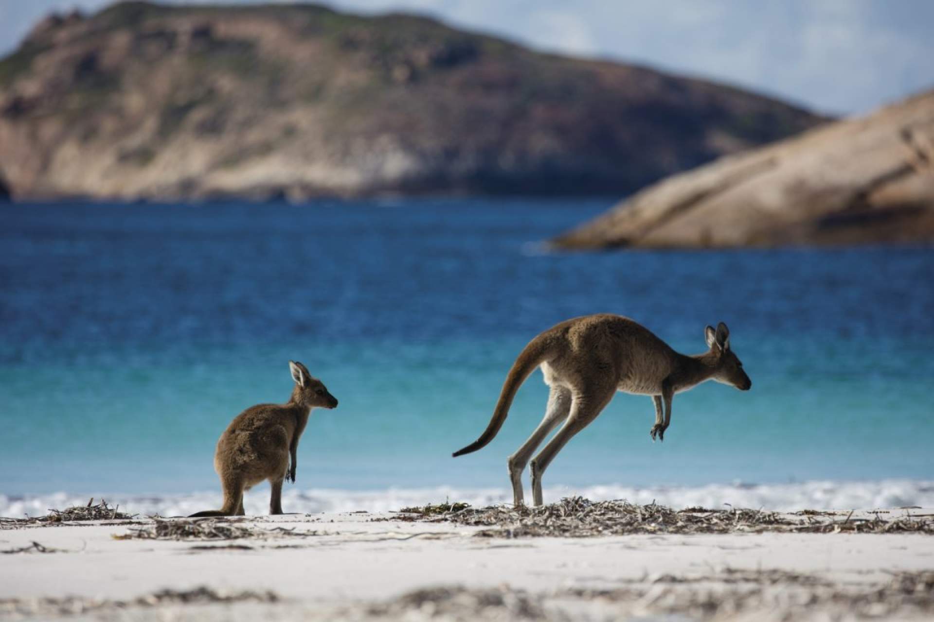 Wallpaper Brown Kangaroo on White Sand During Daytime, Background ...