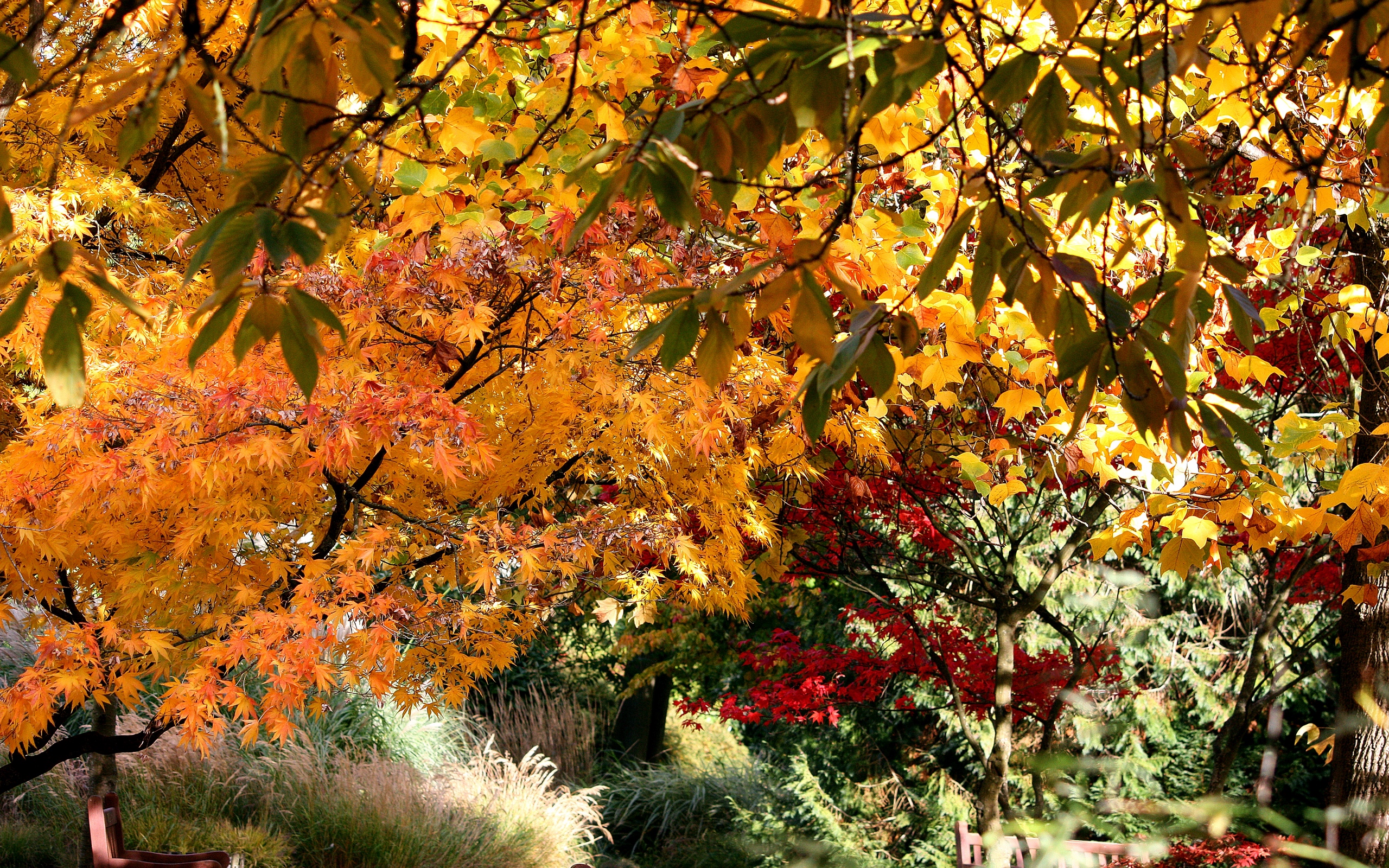 Wallpaper Red and Yellow Maple Tree, Background - Download Free Image