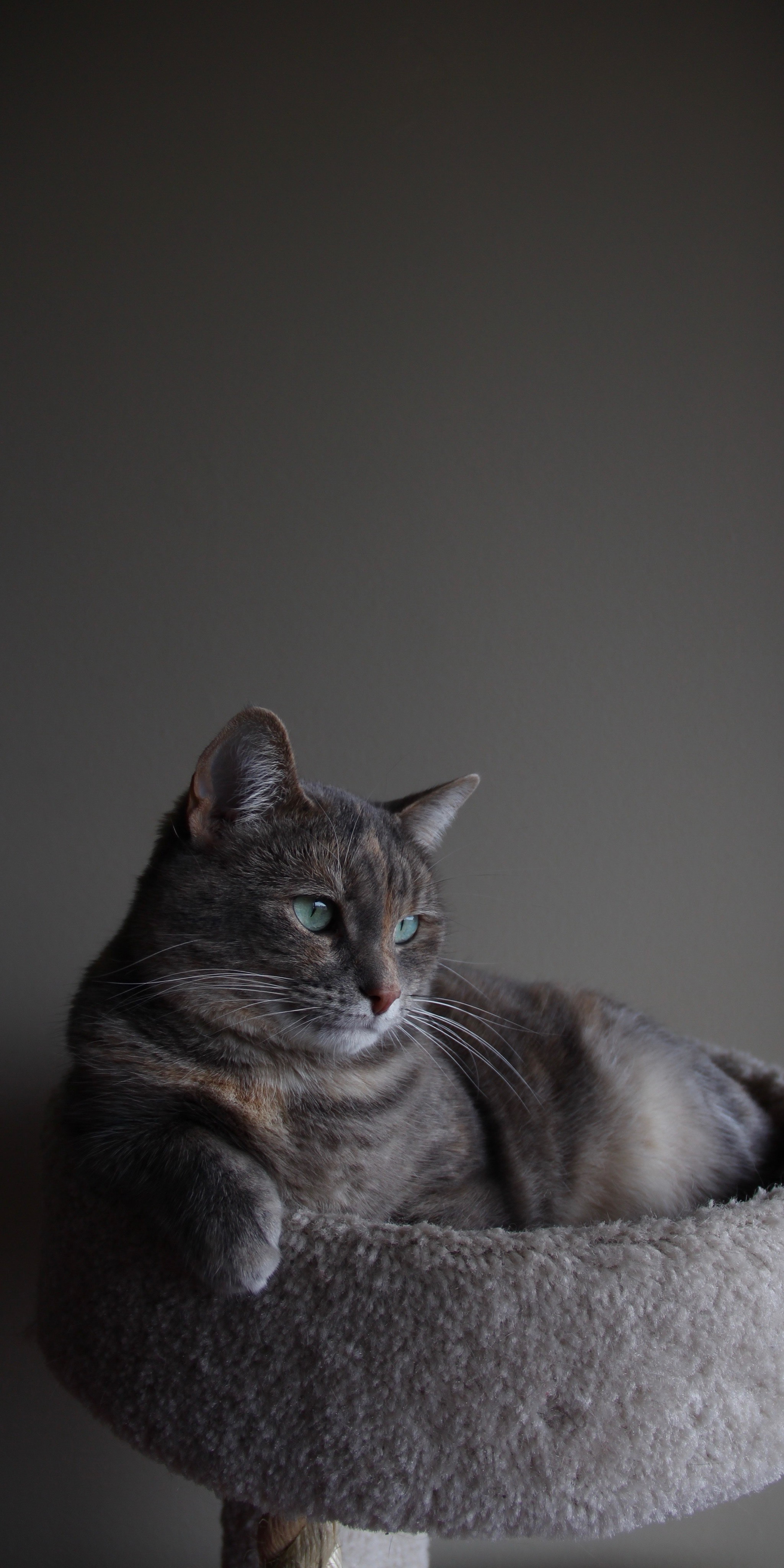 Wallpaper Cat, Chartreux, Russian Blue, Korat, Felidae, Background ...
