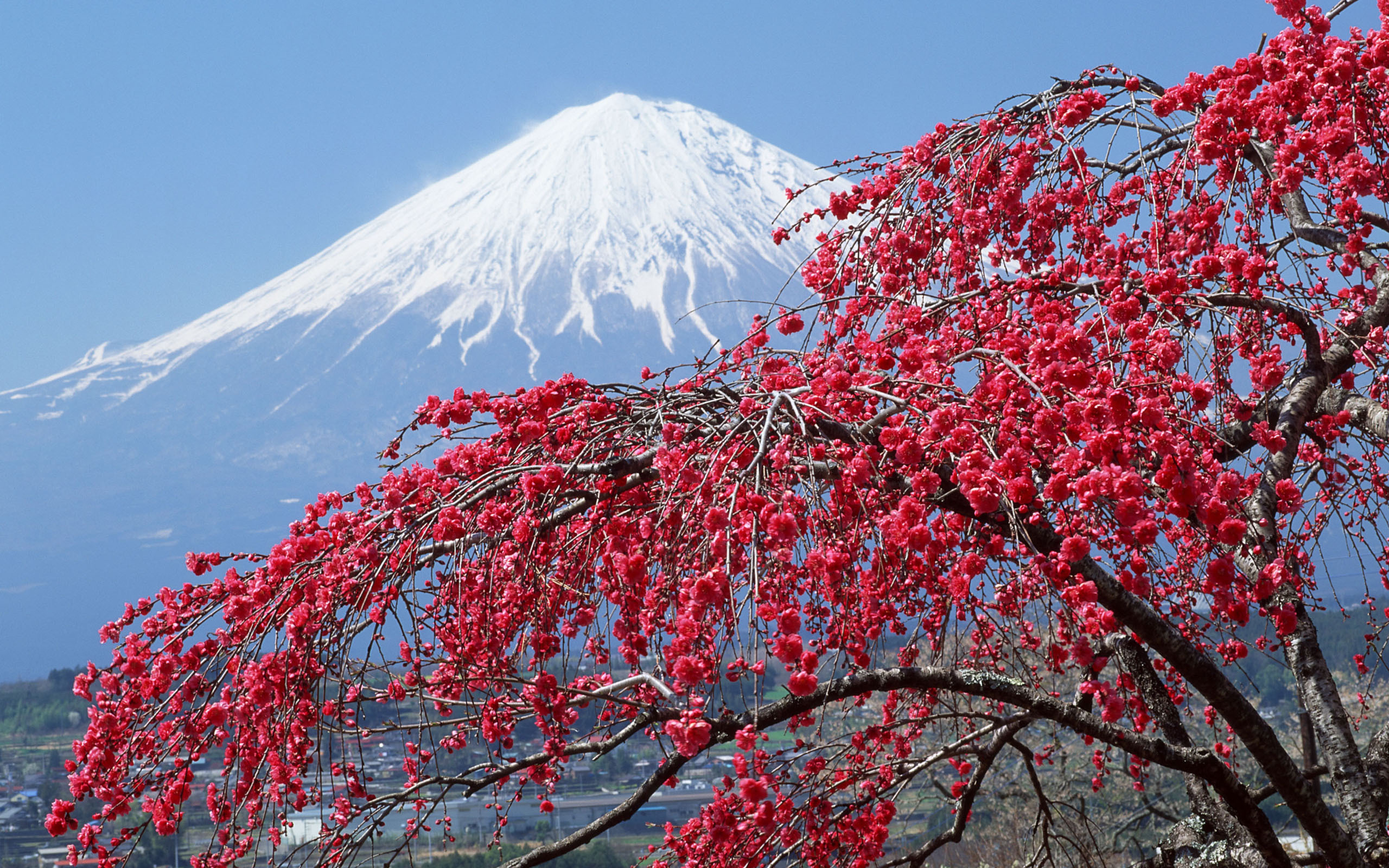 富士山, 樱花, 性质, 山脉, 冬天 高清壁纸，性质 图片，桌面背景和图片