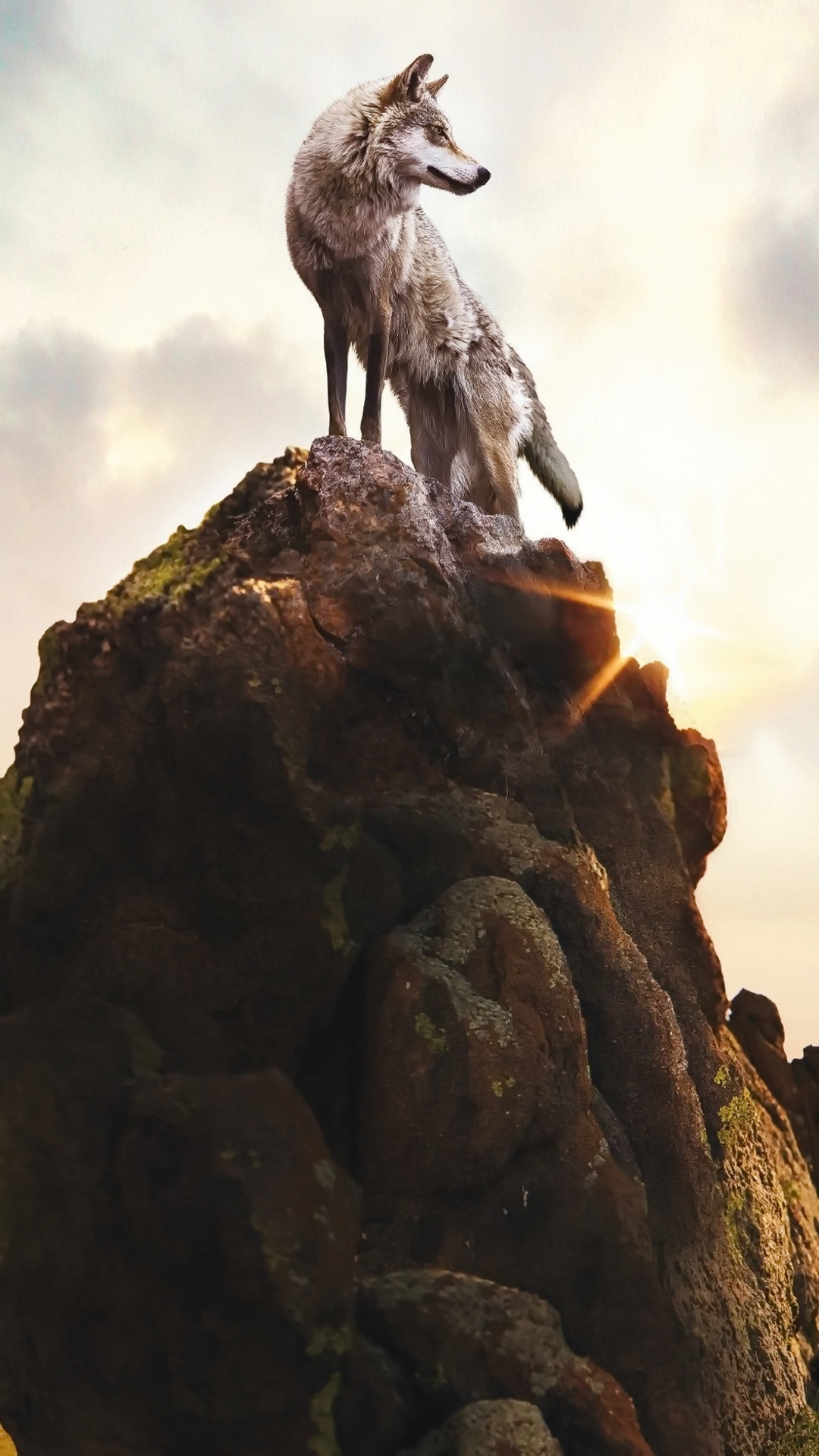 Wallpaper Sueos Park, Wolf, Yosemite National Park, Poster, Nature ...