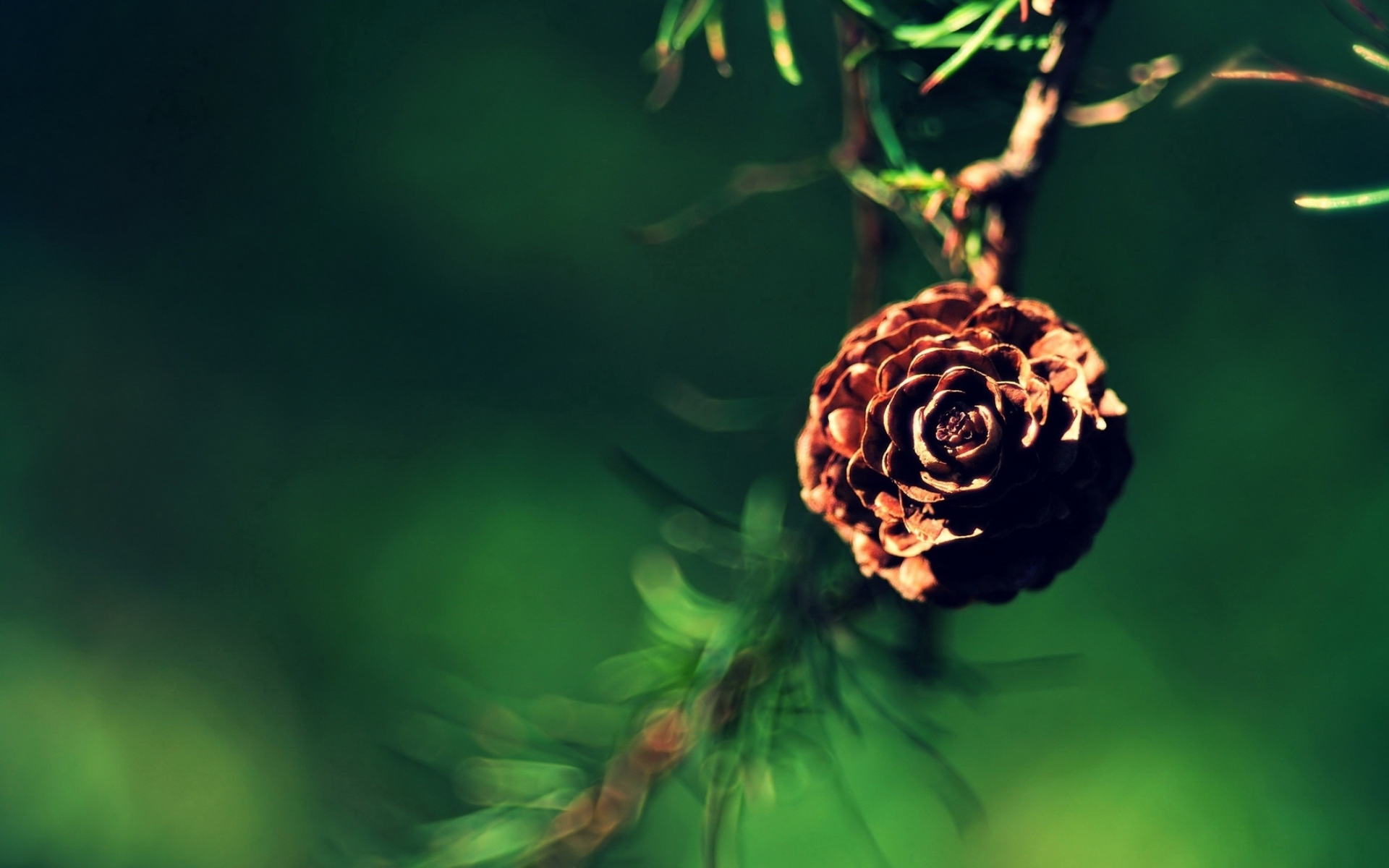 Wallpaper Close Up, Twig, Plant Stem, Flower, Plant, Background ...