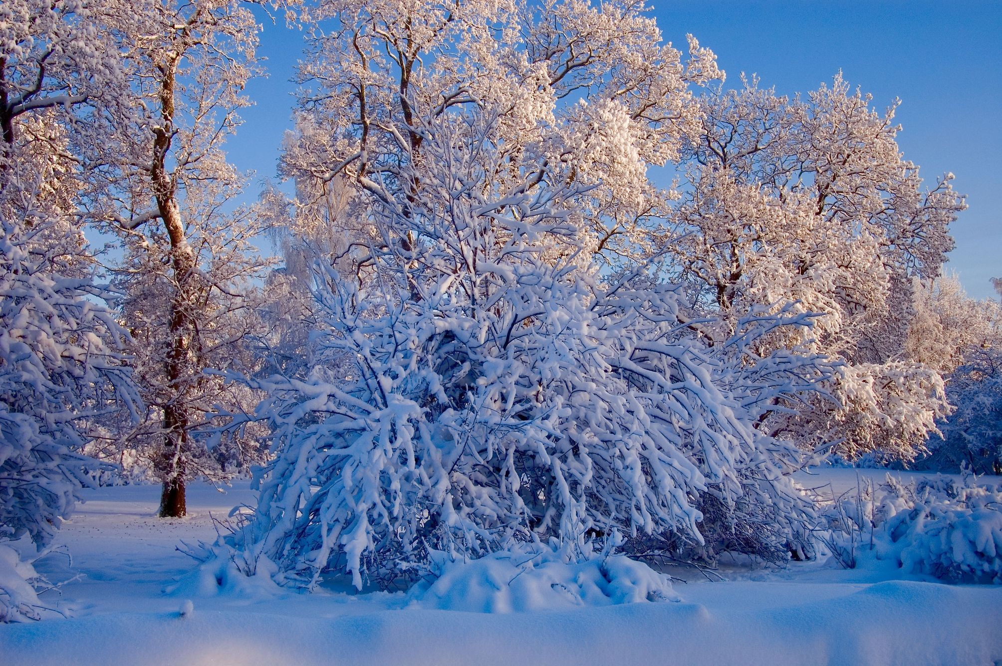 Wallpaper White Trees Covered With Snow During Daytime, Background ...