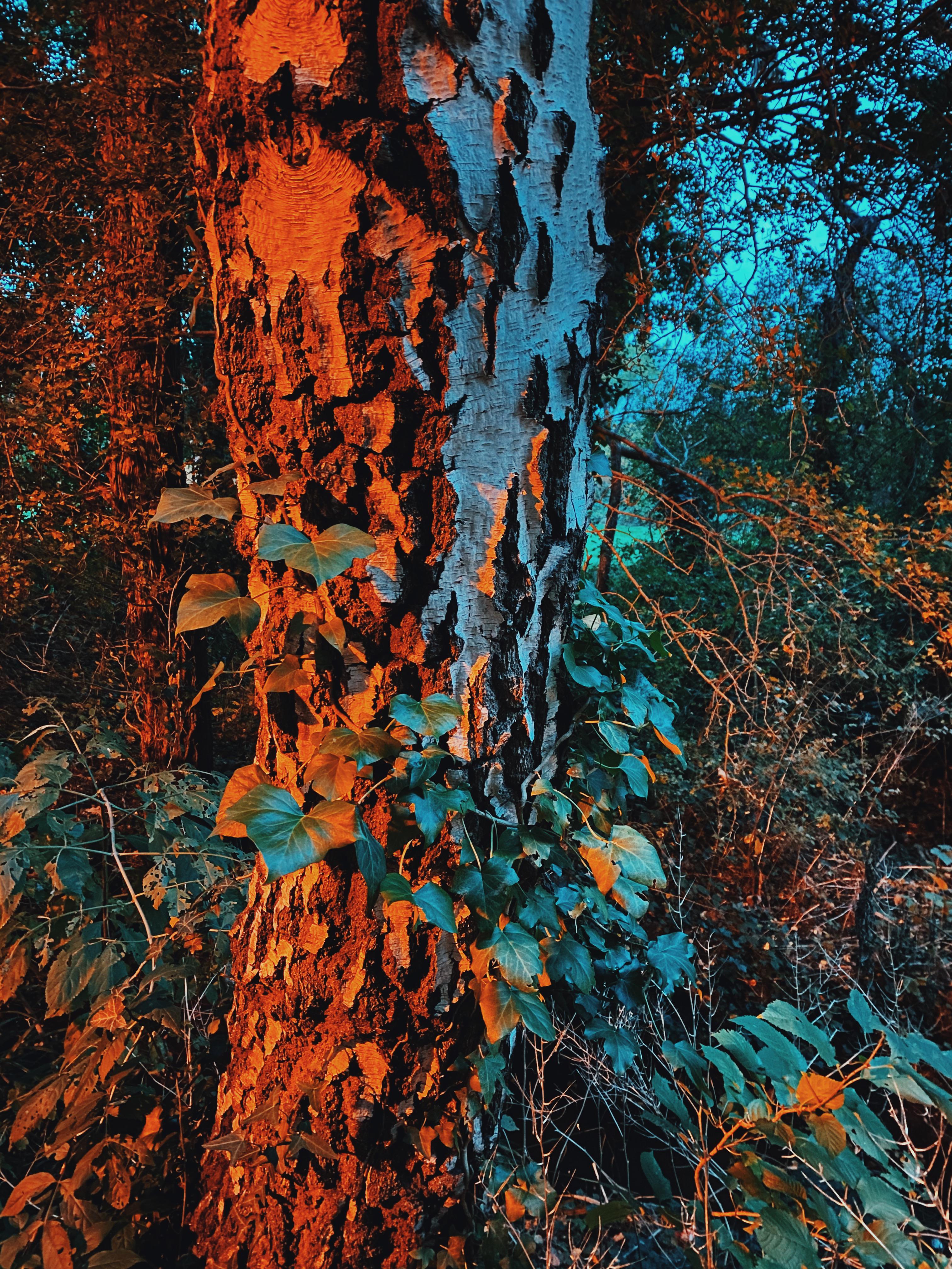 Wallpaper Nature, Brown, Azure, Plant, Branch, Background - Download ...