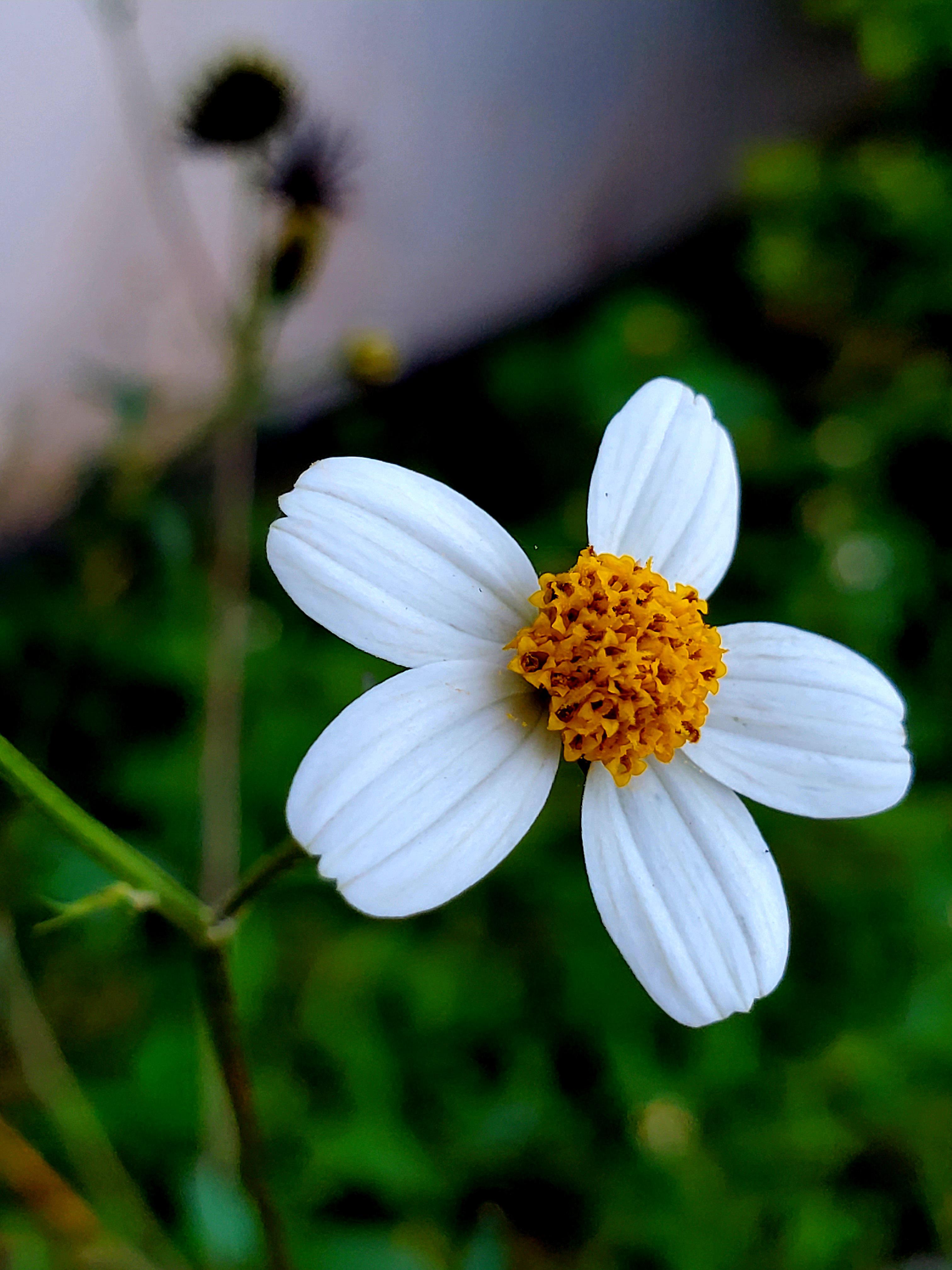 Wallpaper Flora, Daisy Family, Science, Physics, Flower, Background ...