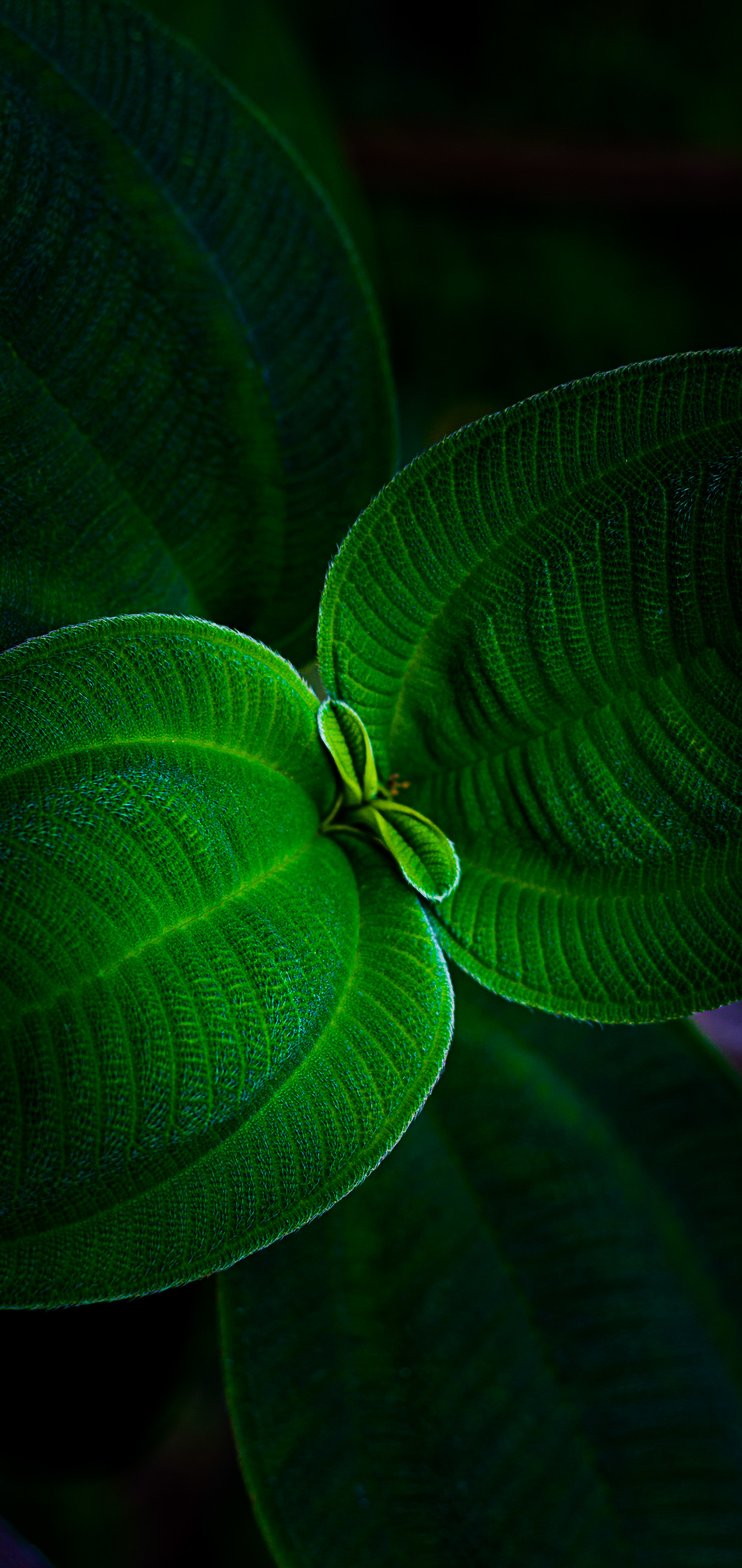 Wallpaper Leaf, Plant, Terrestrial Plant, Natural Landscape, Symmetry ...