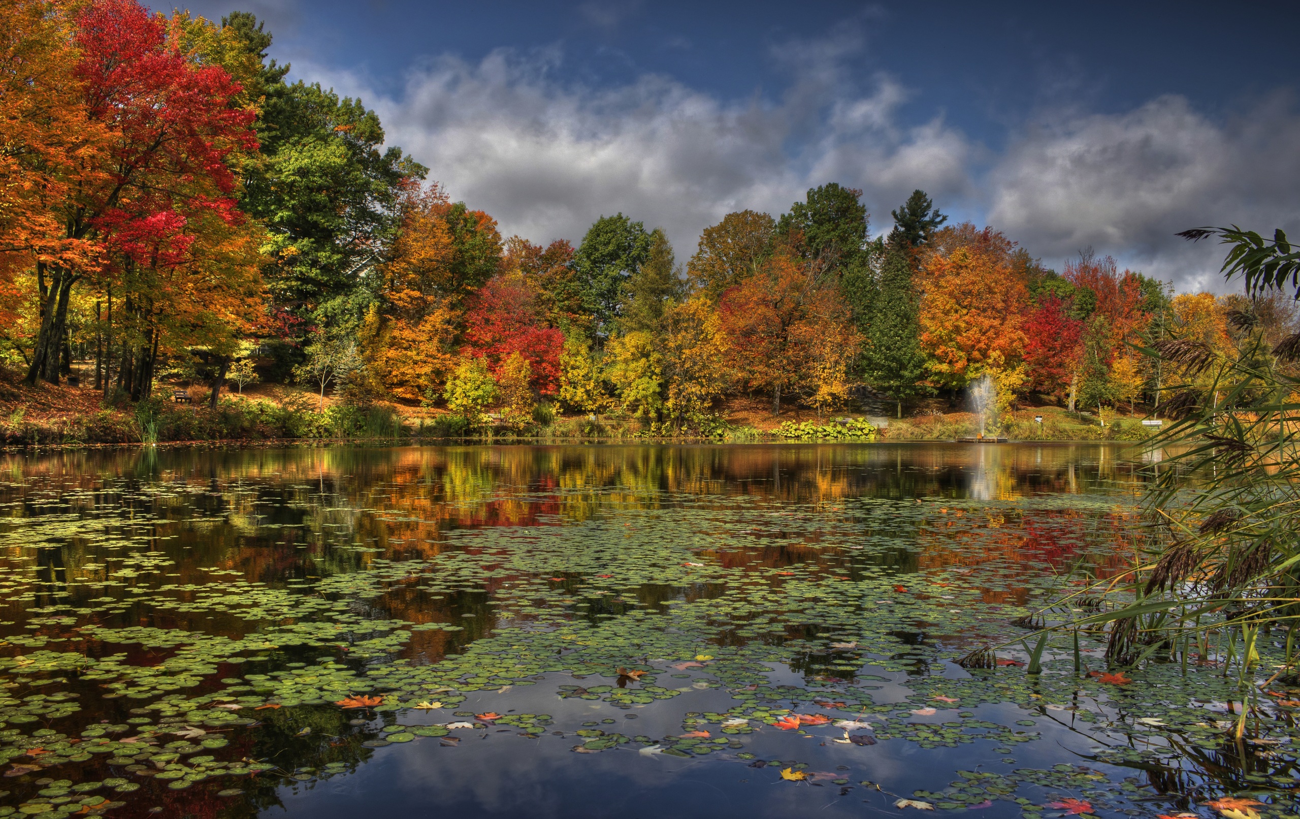 Wallpaper Green and Red Trees Beside River Under Blue Sky During ...