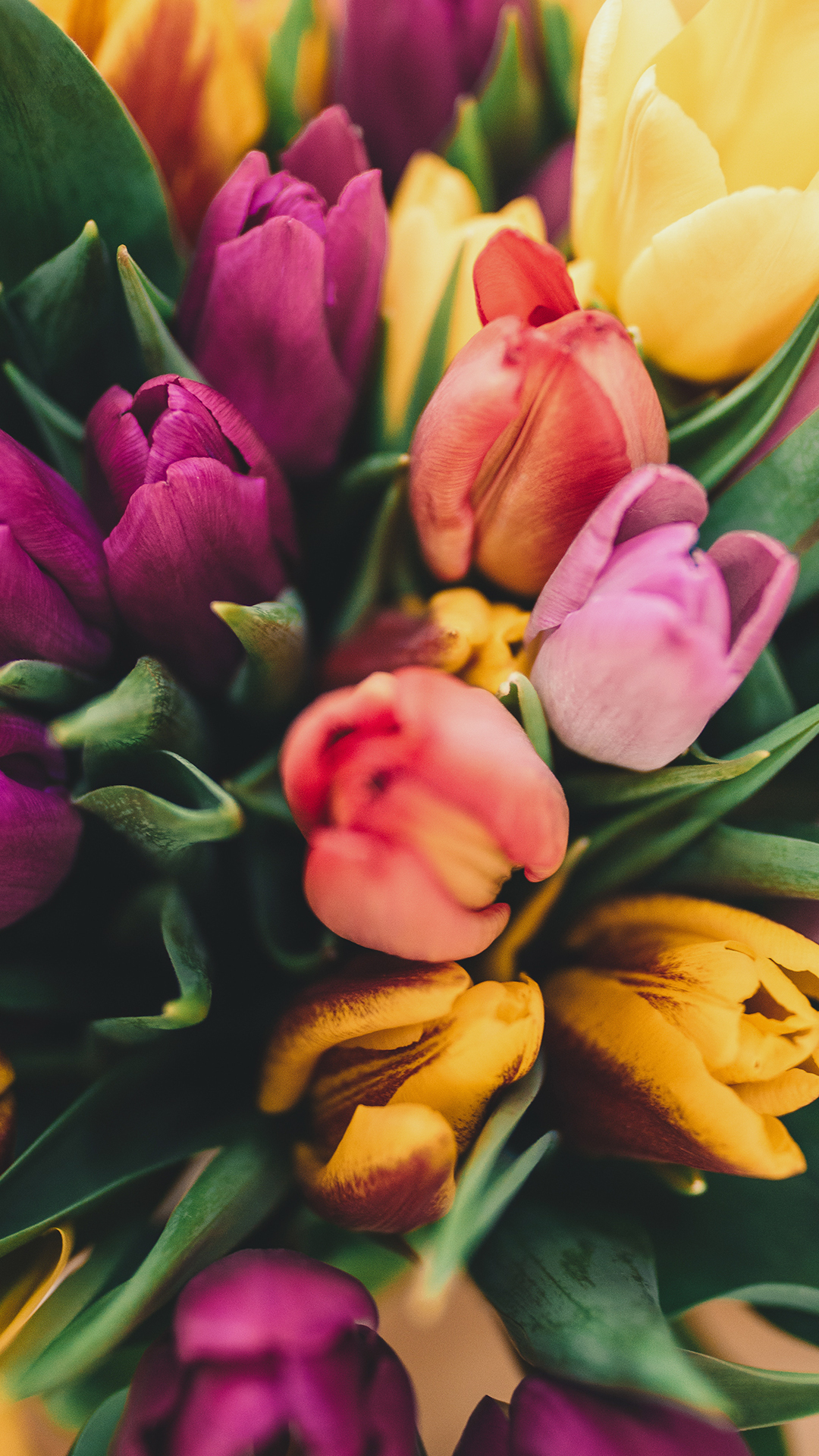Wallpaper Spring Nature Aesthetic, Spring, Nature, Flower, Plant ...
