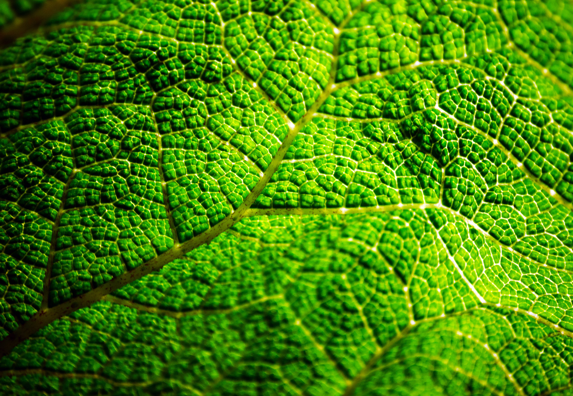 Wallpaper Green Leaf in Close up Photography, Background - Download ...