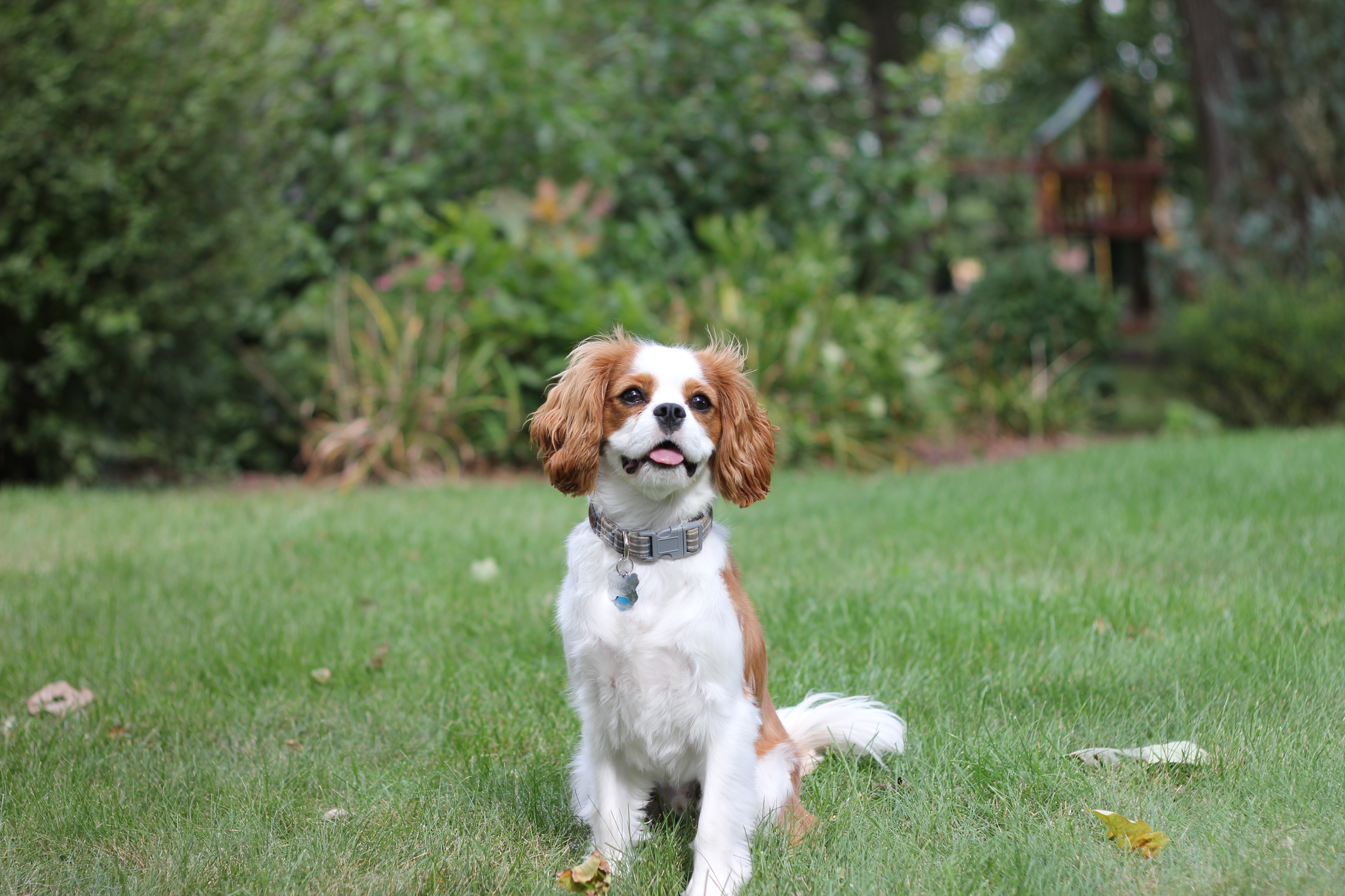 Wallpaper Companion Dog, American Cocker Spaniel, Border Collie ...