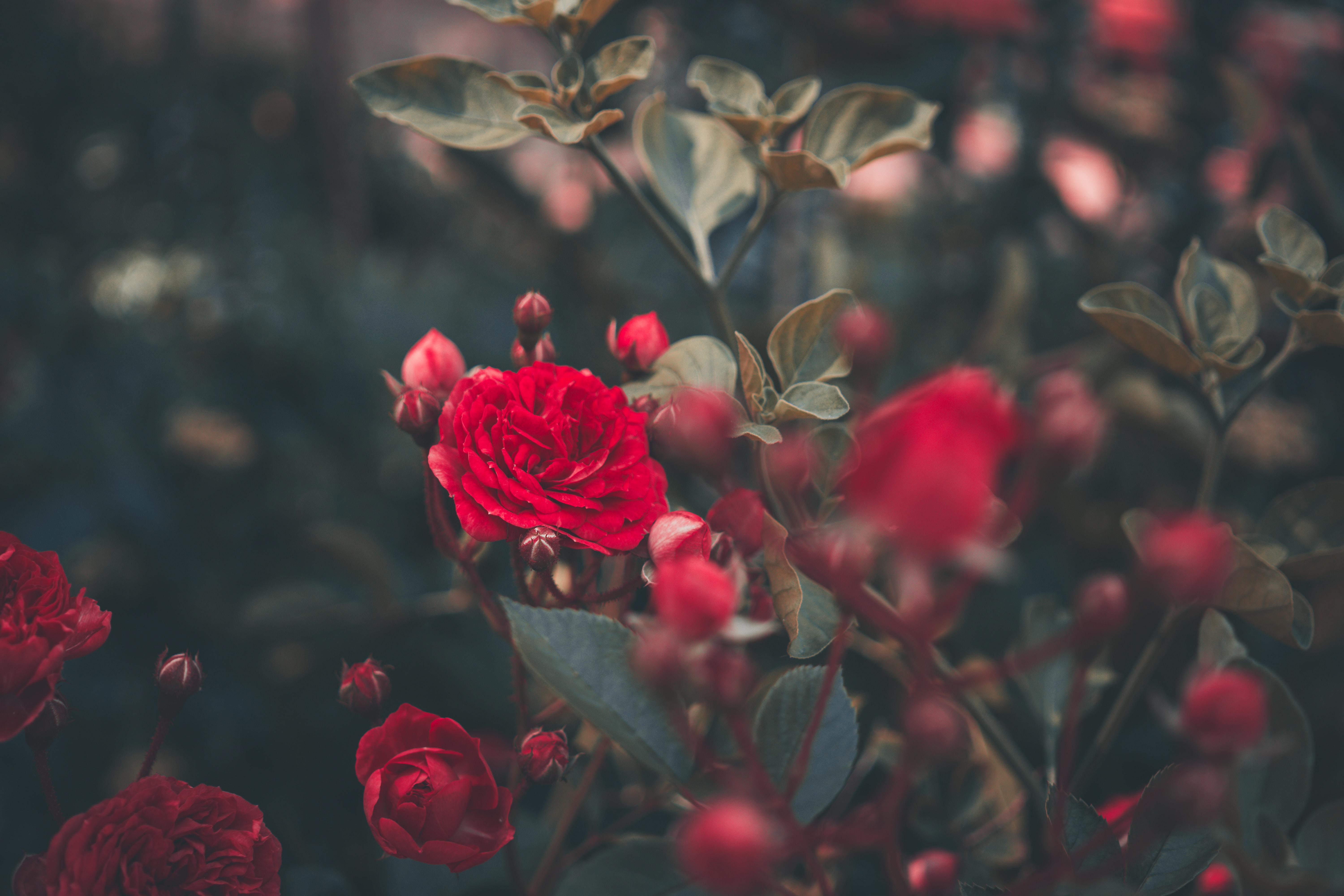 Wallpaper Red Roses in Bloom During Daytime, Background - Download Free ...