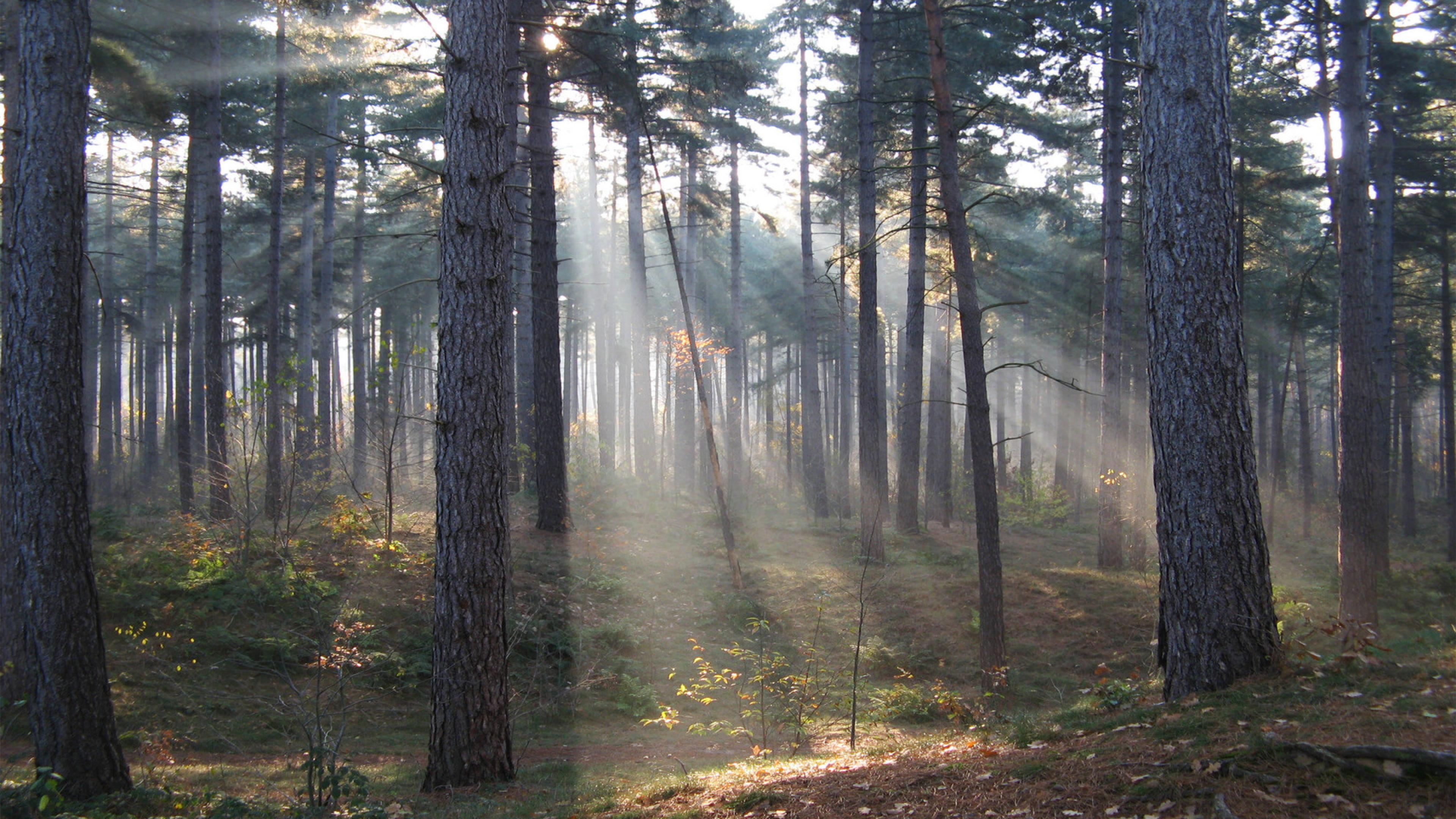 Les Fonds D’écran Arbres Bruns Sur Sol Brun, Les Images et Les Photos ...