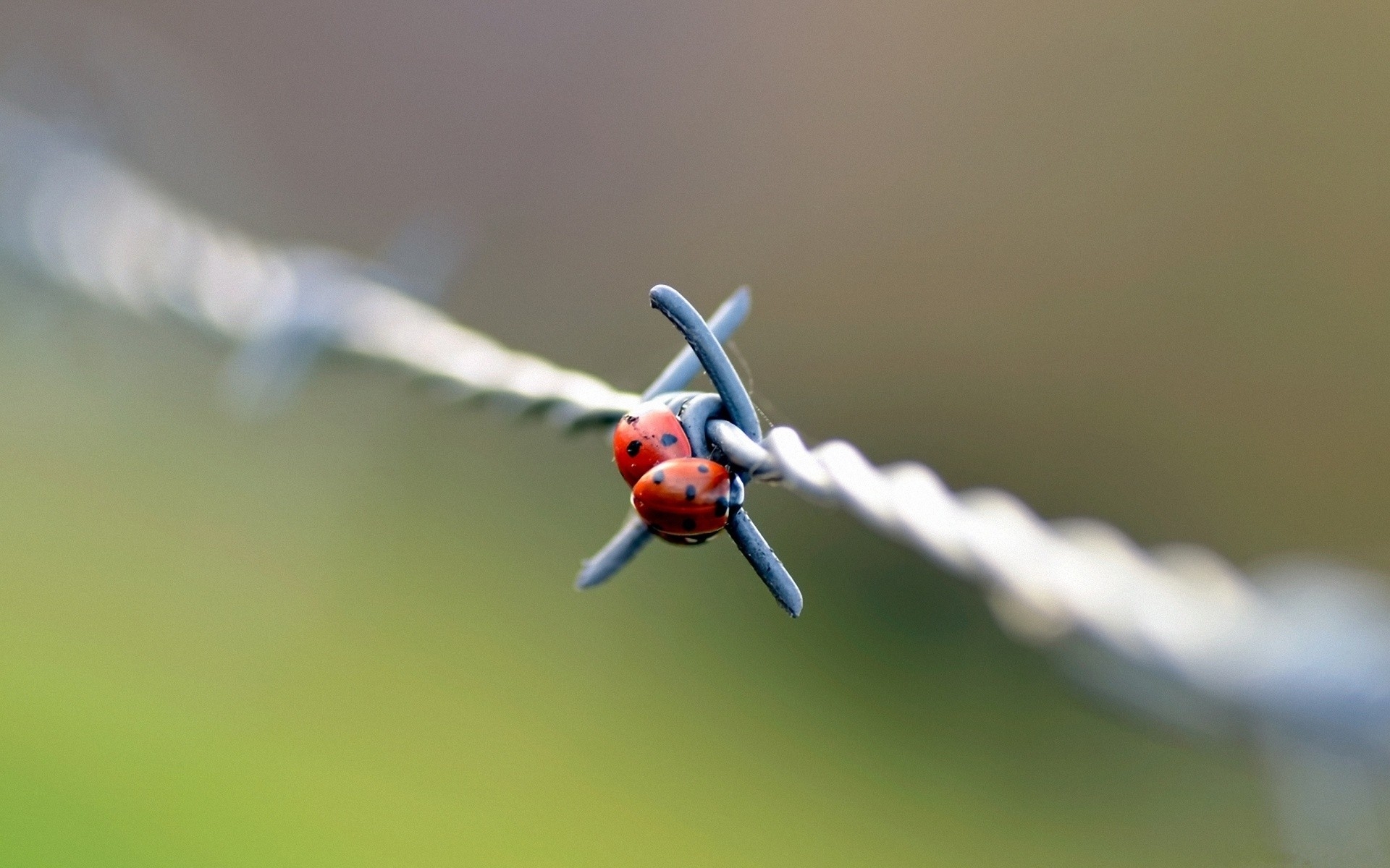Wallpaper Red Ladybug Perched on Gray Metal Wire in Close up ...