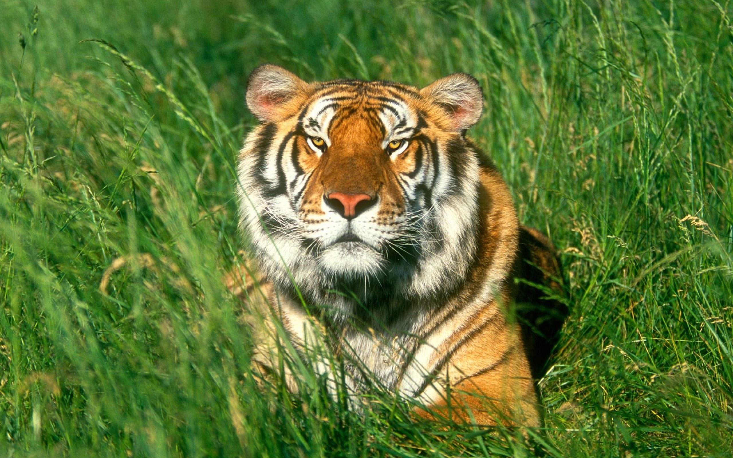 Kostenlose Hintergrundbilder Tiger, Der Tagsüber Auf Grünem Gras Liegt ...