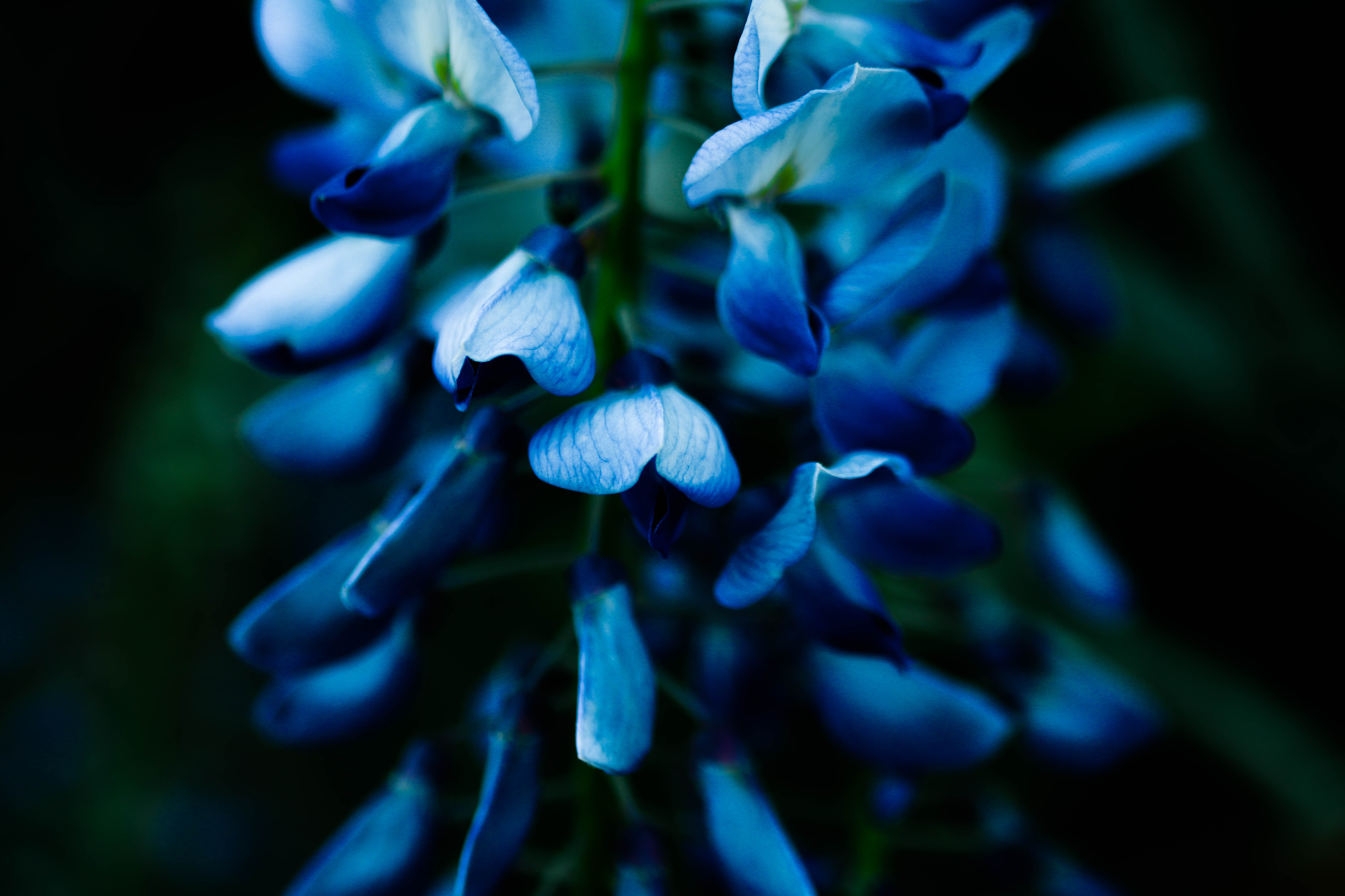Wallpaper Blue Flowers in Tilt Shift Lens, Background - Download Free Image