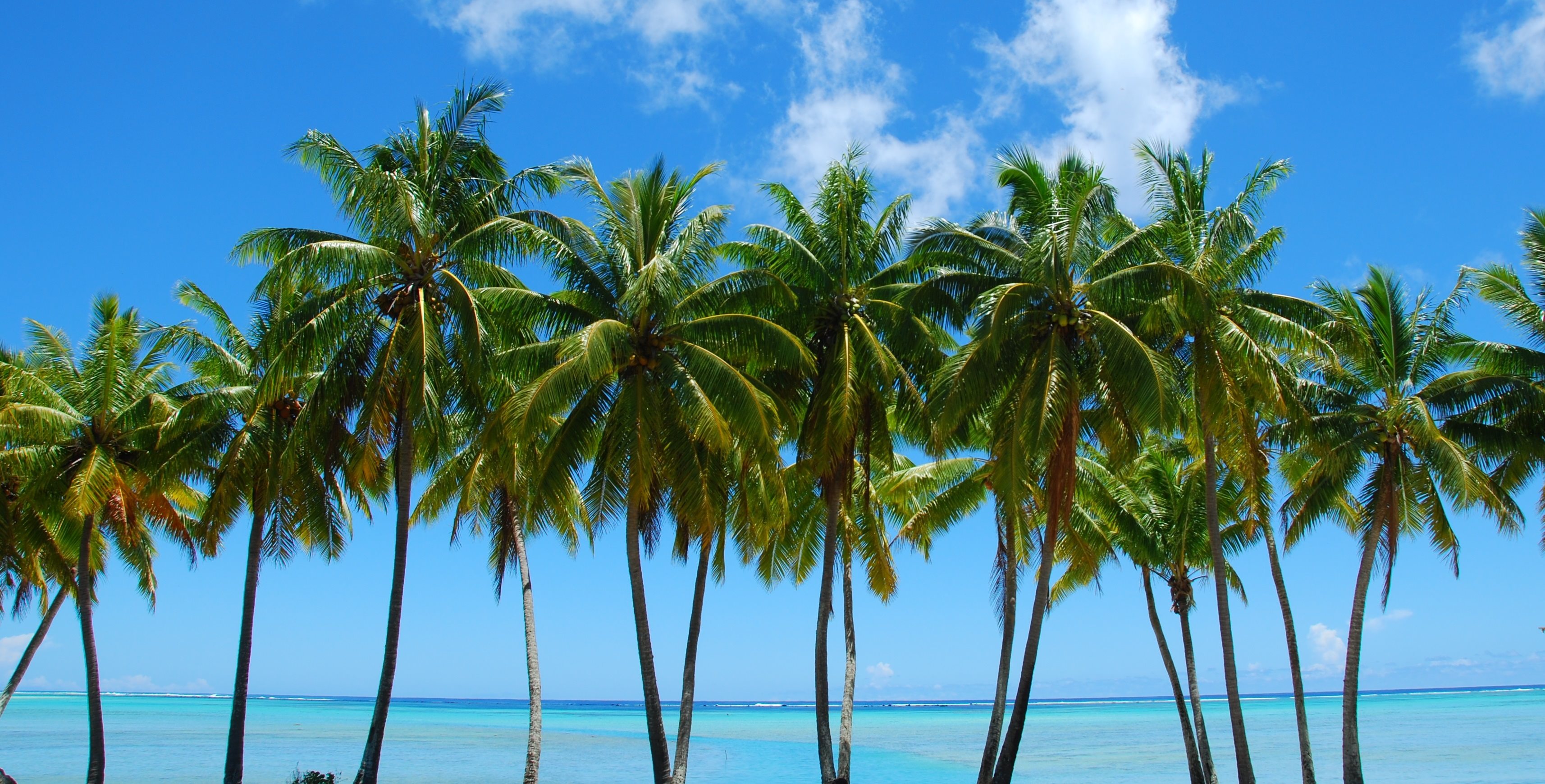 green coconut tree wallpaper