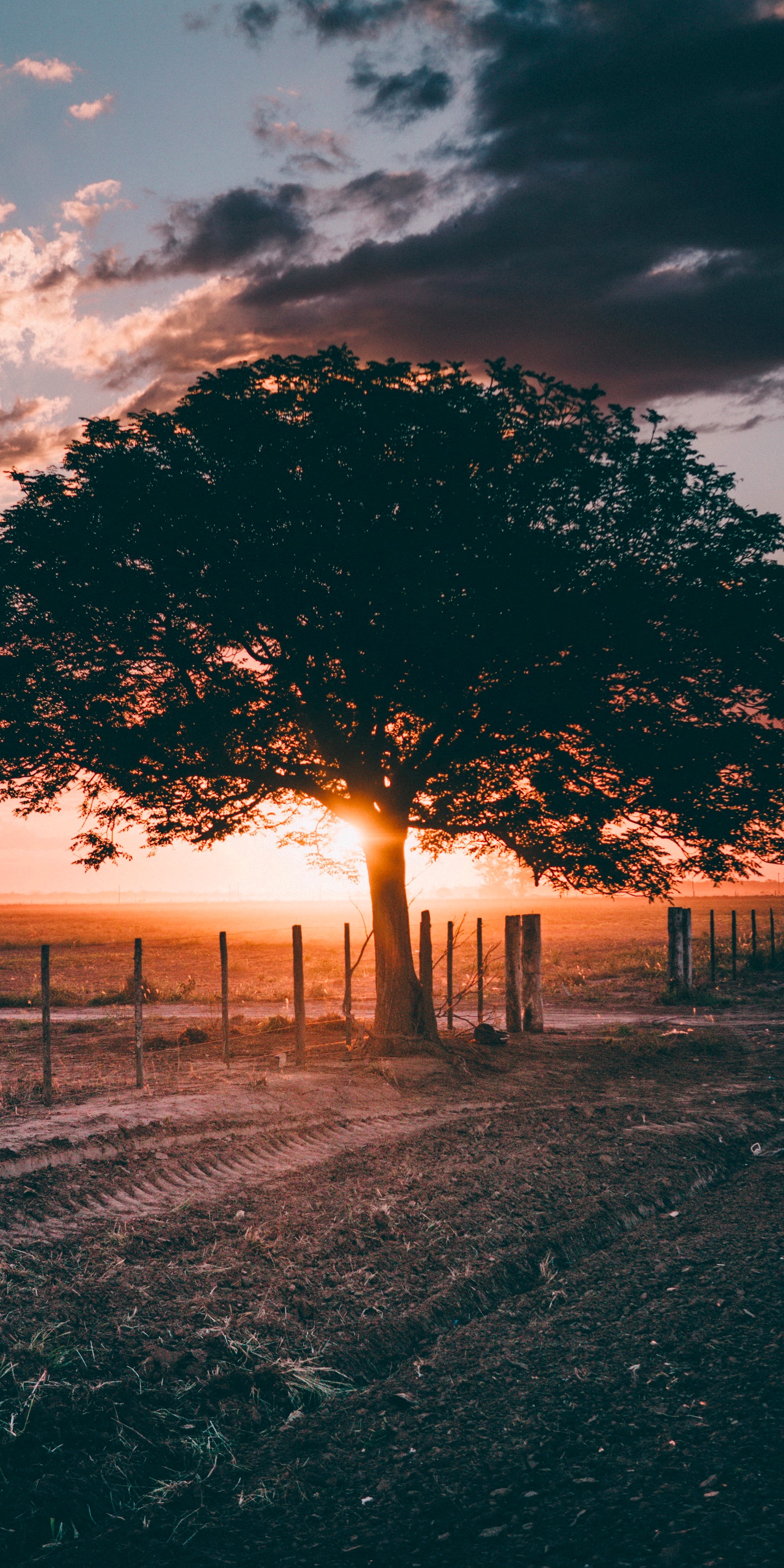 Nature Wallpaper Evening