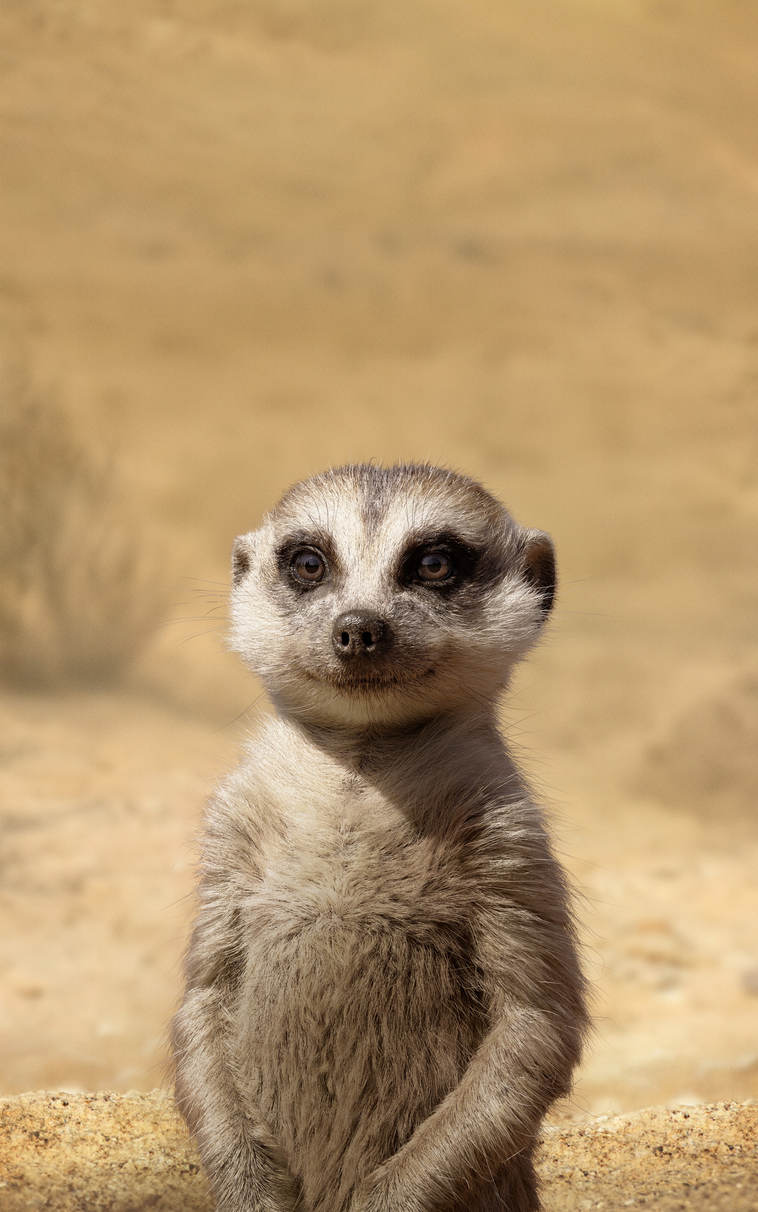 Baby Meerkats Wallpaper