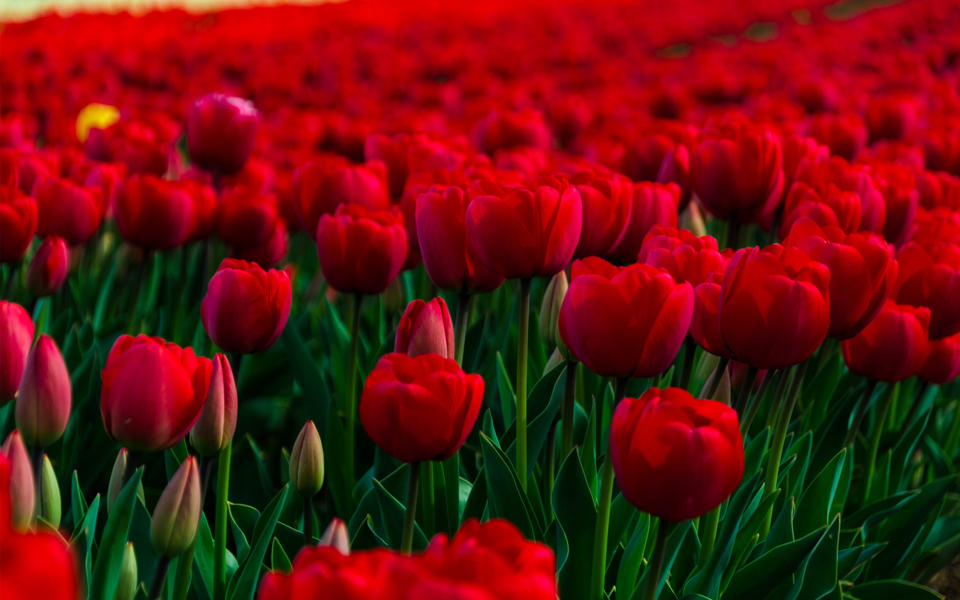 Wallpaper Desktop Background Red Flowers