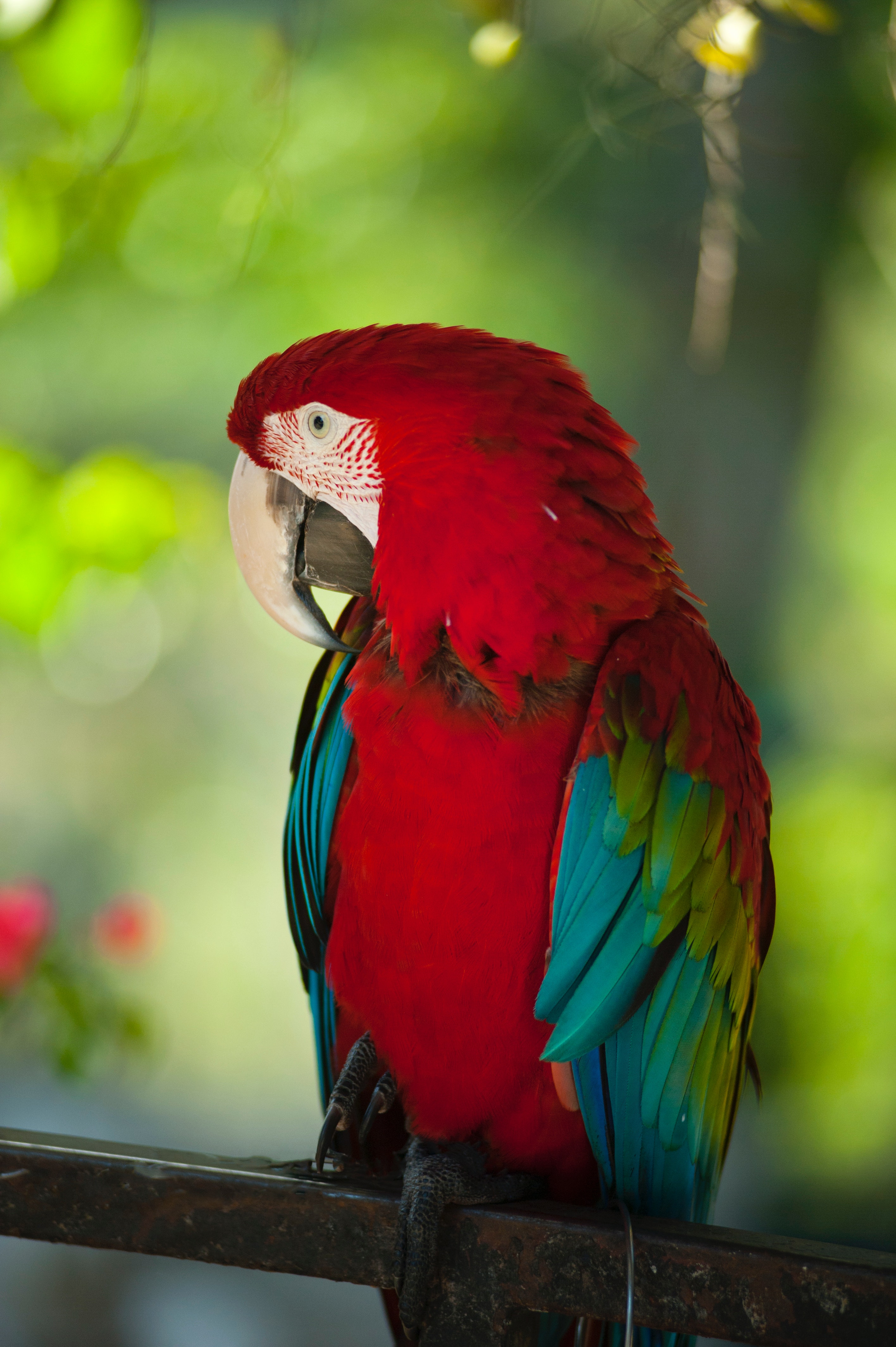 Fondos De Pantalla Loro Hd