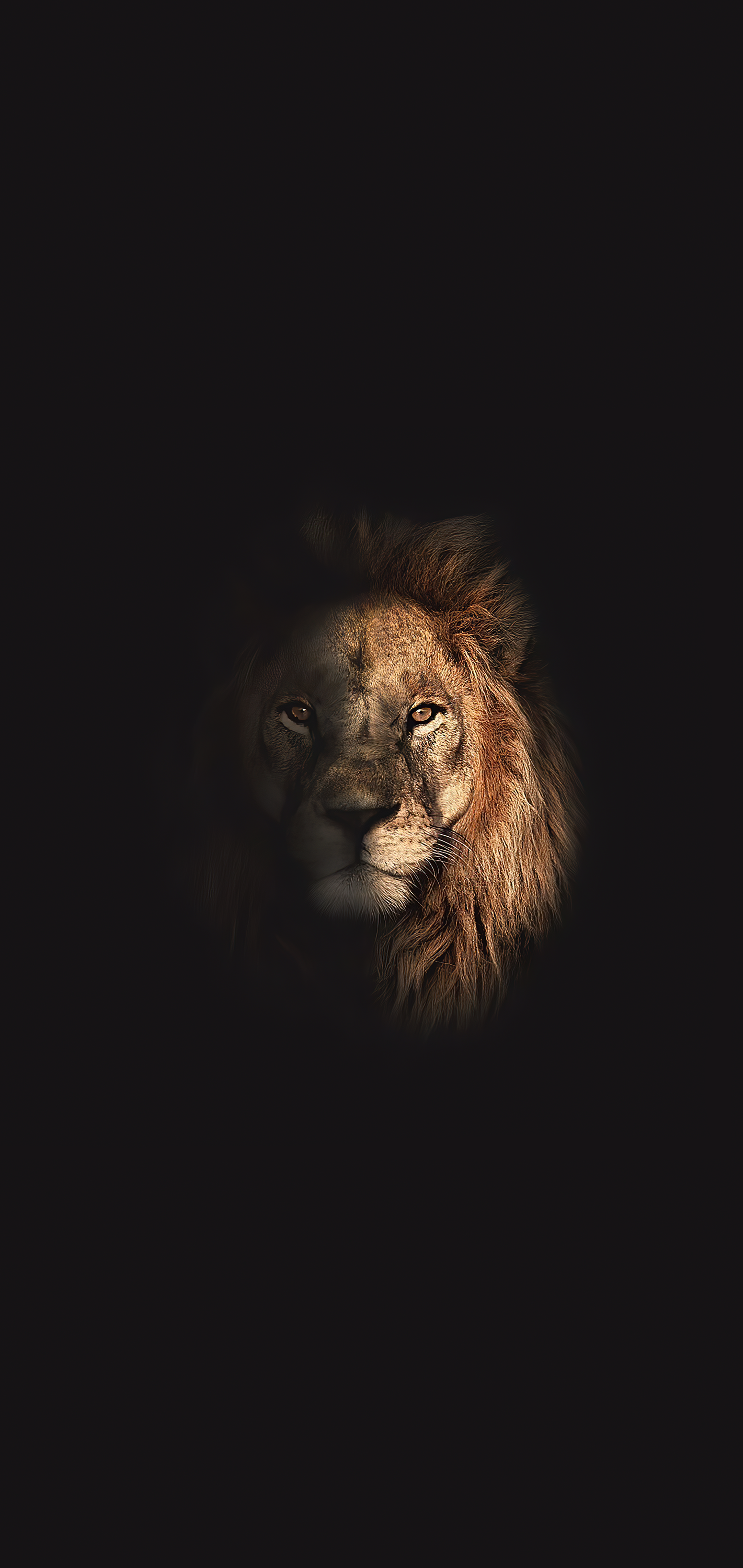 Born A Lion Wallpaper