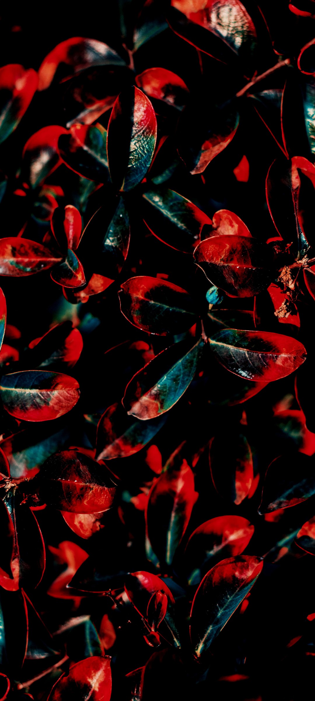 Red Green Blue Wallpaper