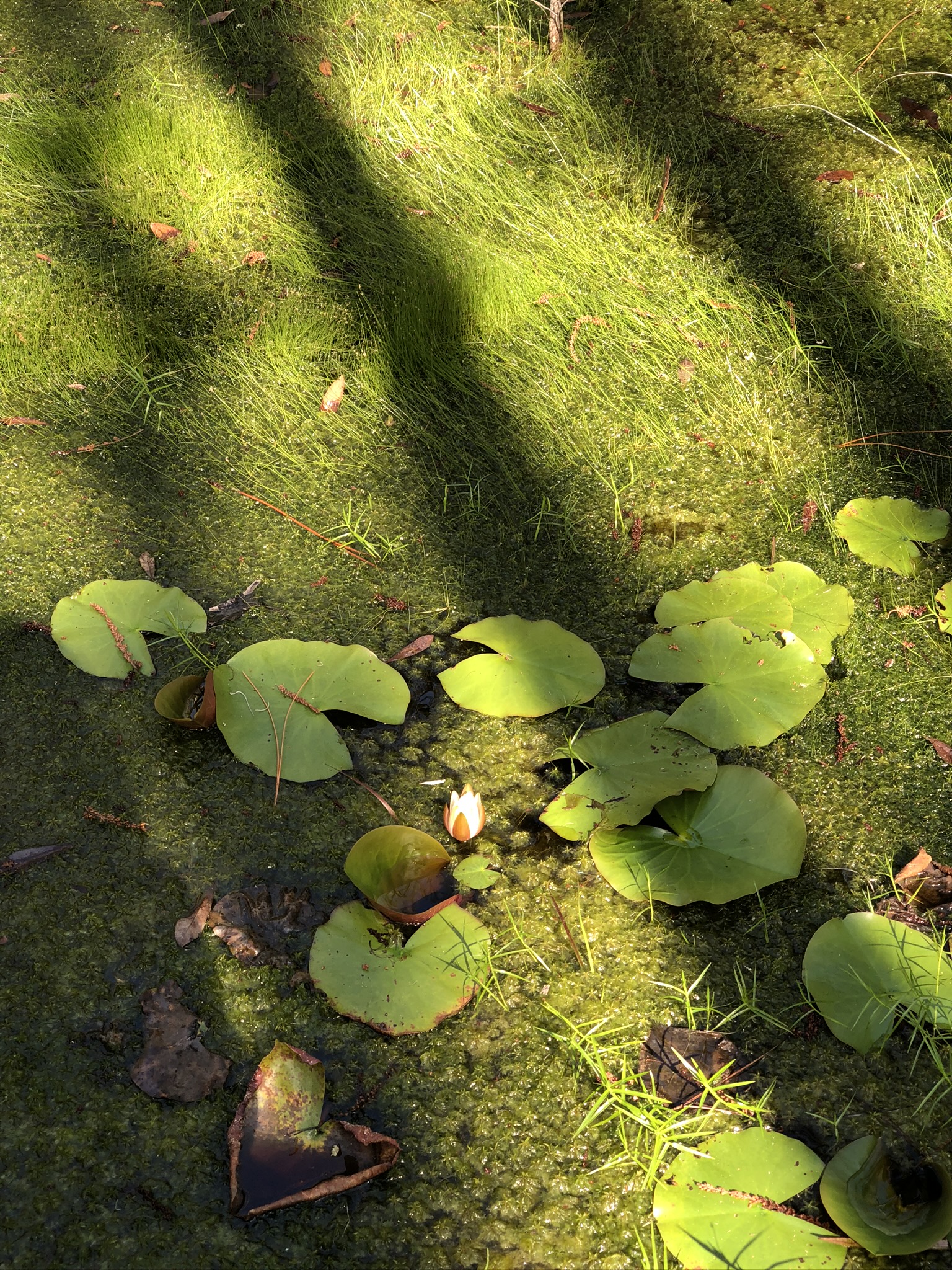 Wallpaper Vegetation, Biome, Leaf, Science, Ecology, Background ...