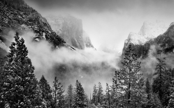 Wallpaper Grayscale Photo of Pine Trees on Mountain, Background ...
