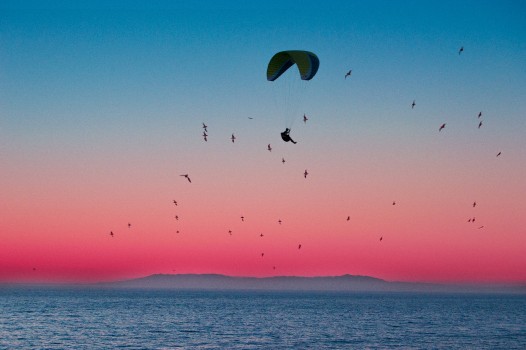 Wallpaper Birds Flying Over The Sea During Sunset, Background ...