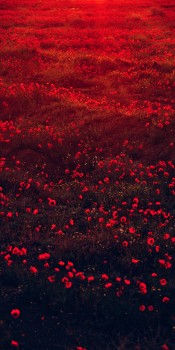 Wallpaper Red Aesthetic Nature, Flower, Colored, Plant, Petal ...